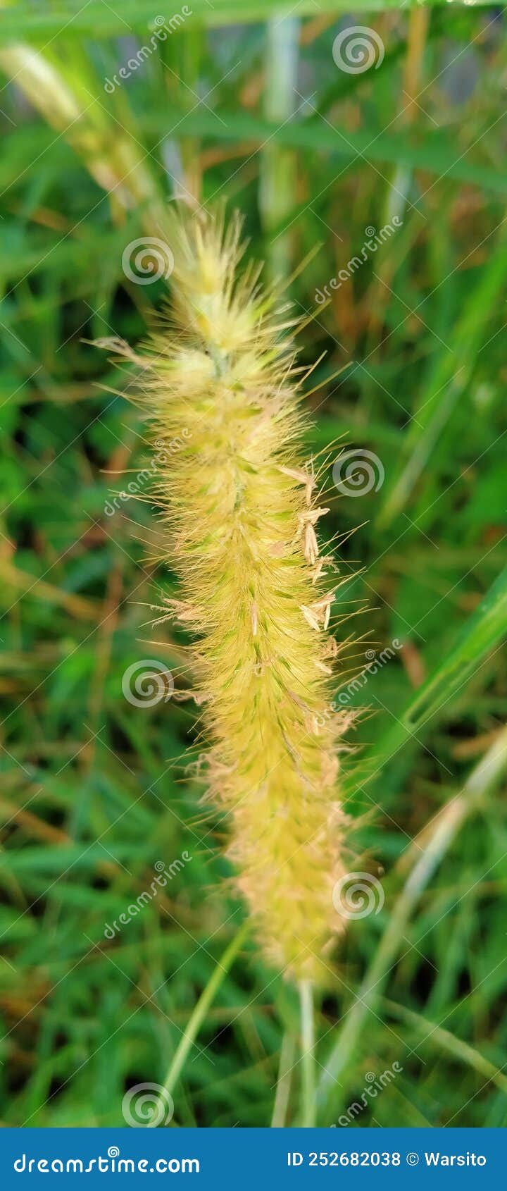 Reed flower stock photo. Image of wild, plant, wildflower - 252682038