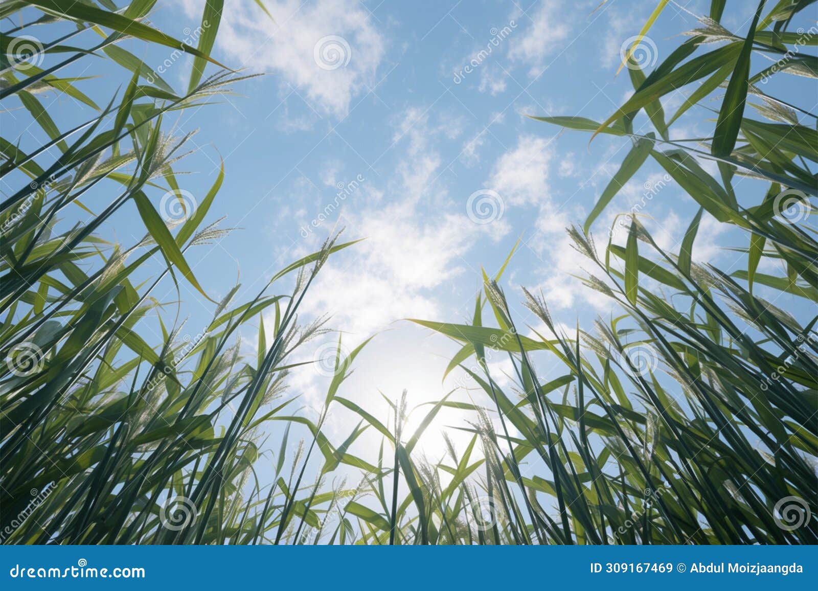 Reed Flower in the Sky Phragmites Australis, Bottom View Perspective ...