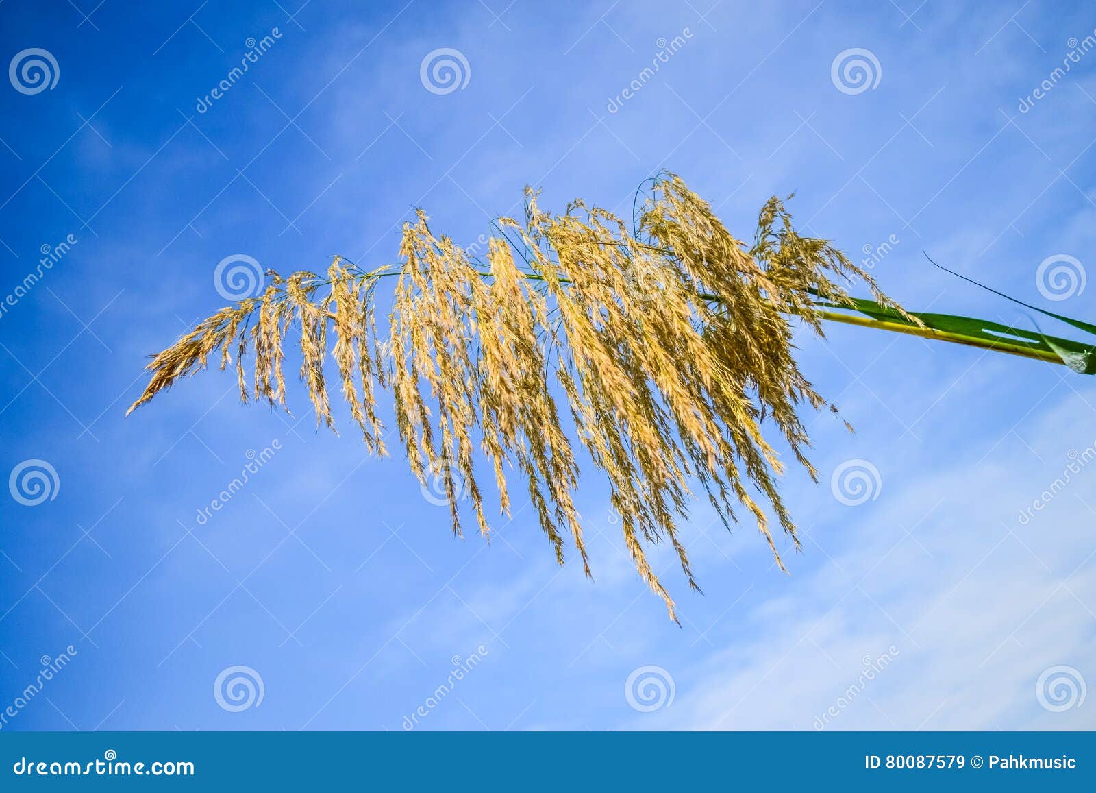 Reed Flowers image stock. Image du herbe, fleurs, bleu - 80087579
