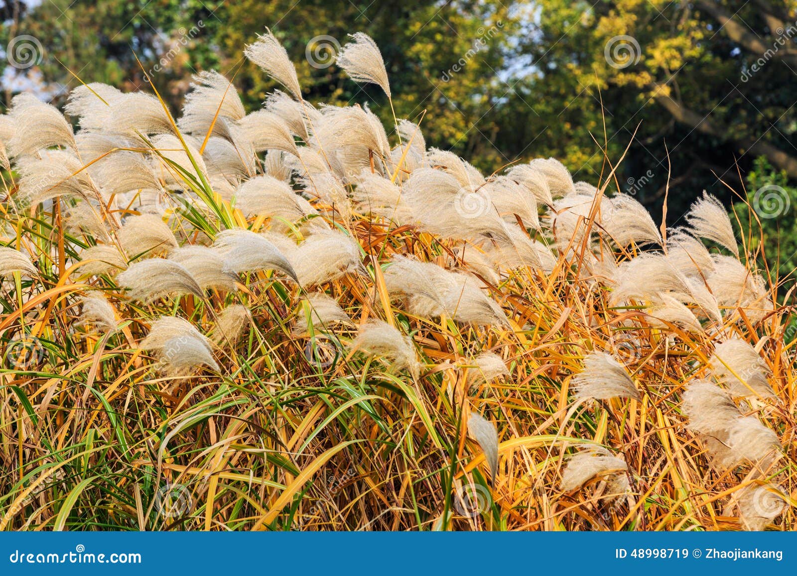 Reed flowers stock image. Image of hangzhou, grow, inflorescence - 48998719