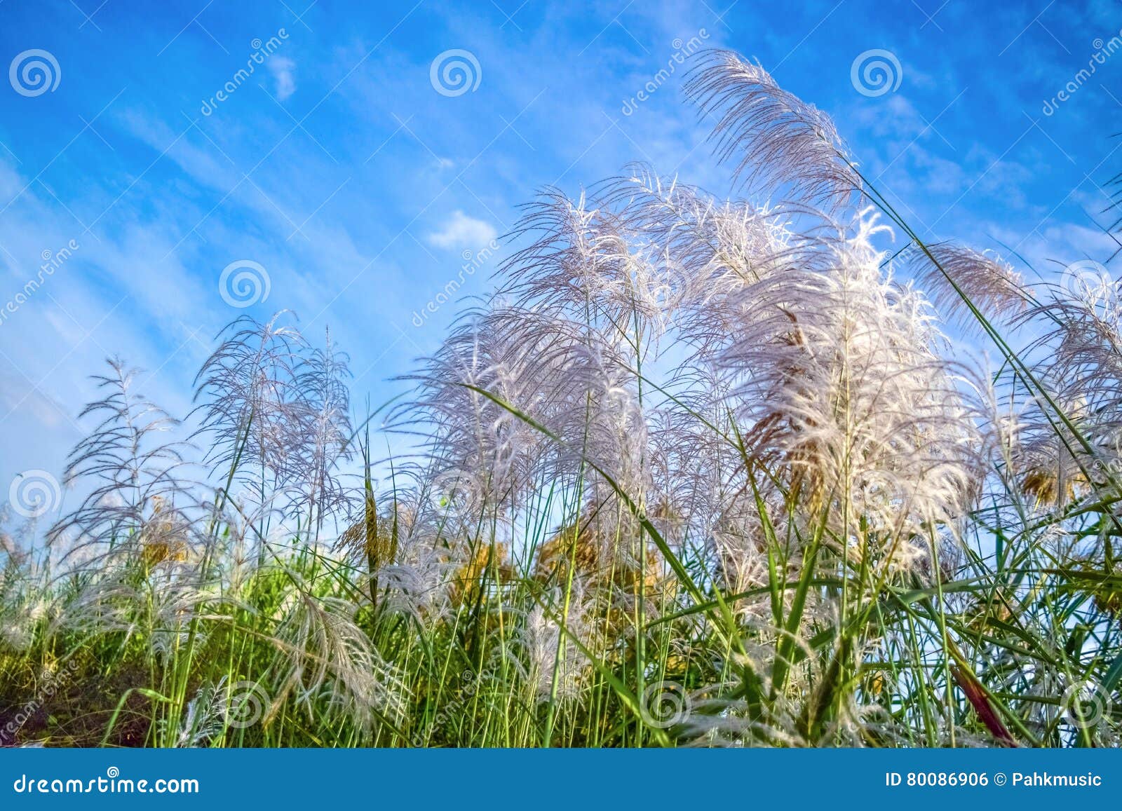 Reed flowers stock photo. Image of clump, cane, inflorescence - 80086906