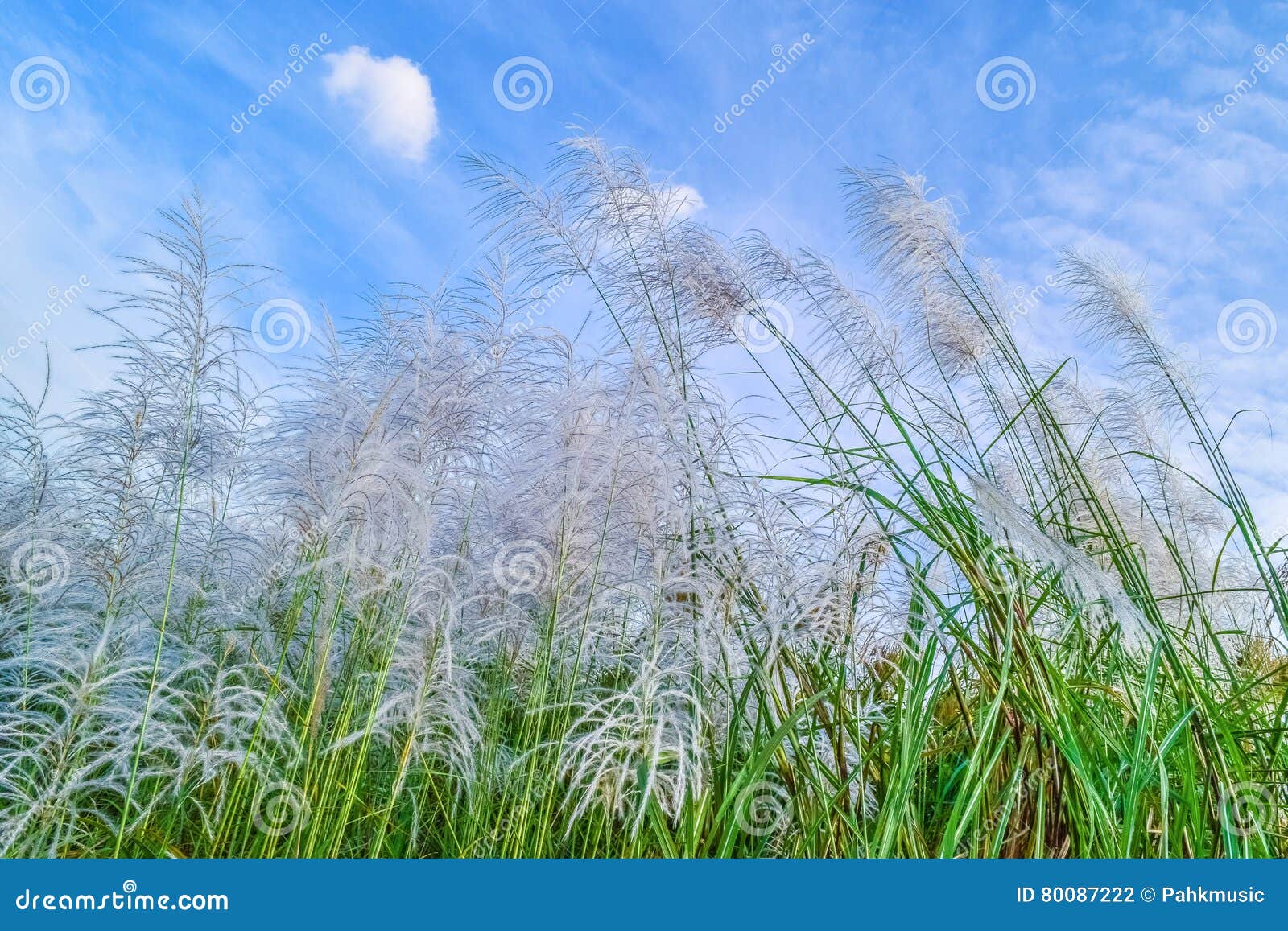 Reed flowers stock photo. Image of background, beautiful - 80087222