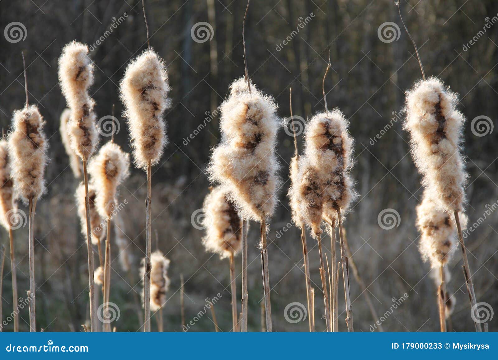 Reed with fluff stock image. Image of botany, bulrush - 179000233