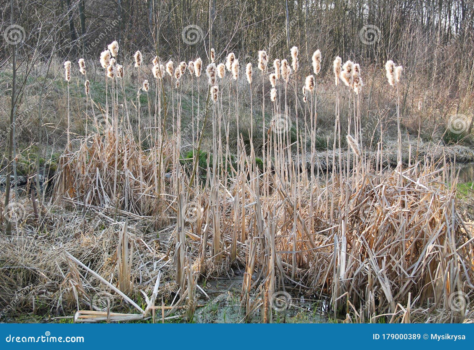 Reed with fluff stock image. Image of bulrush, wetland - 179000389