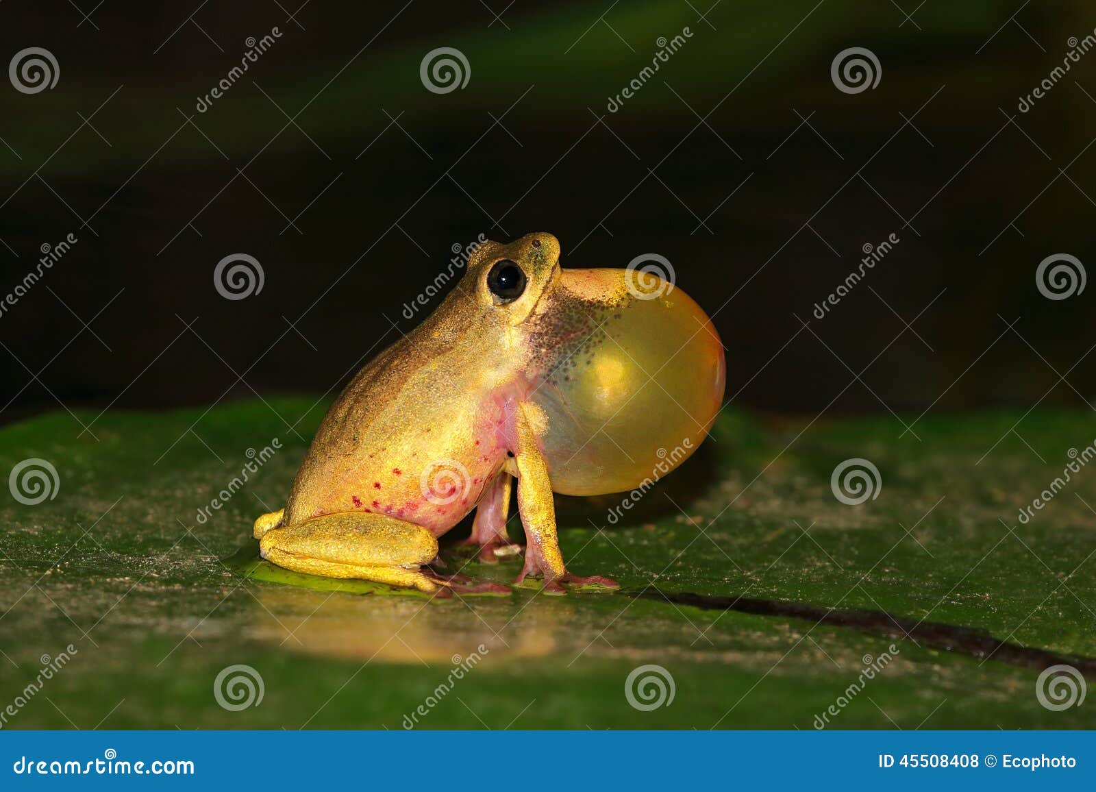 Clear Reed Tree Frog