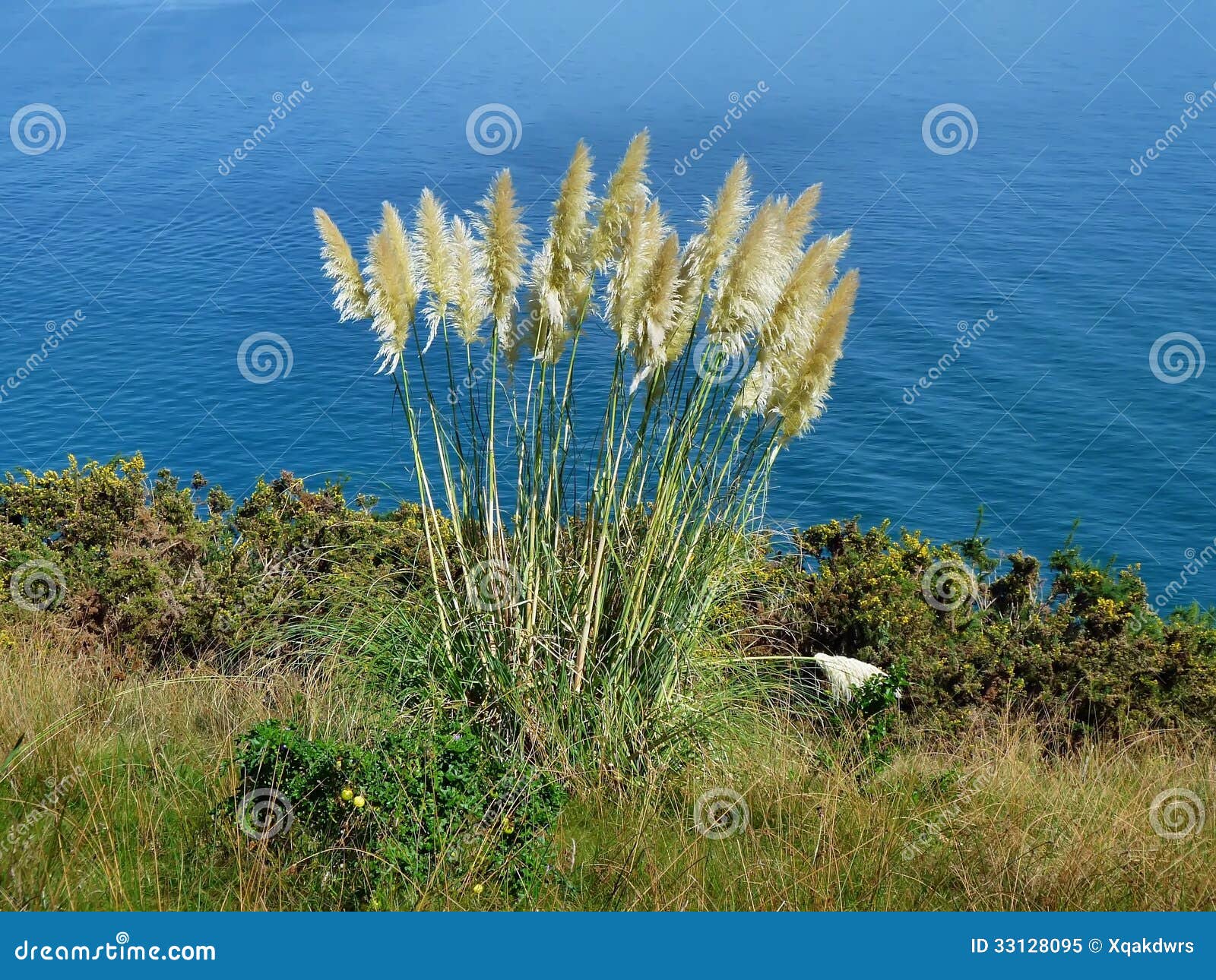 Reed in front of the sea stock image. Image of plant - 33128095