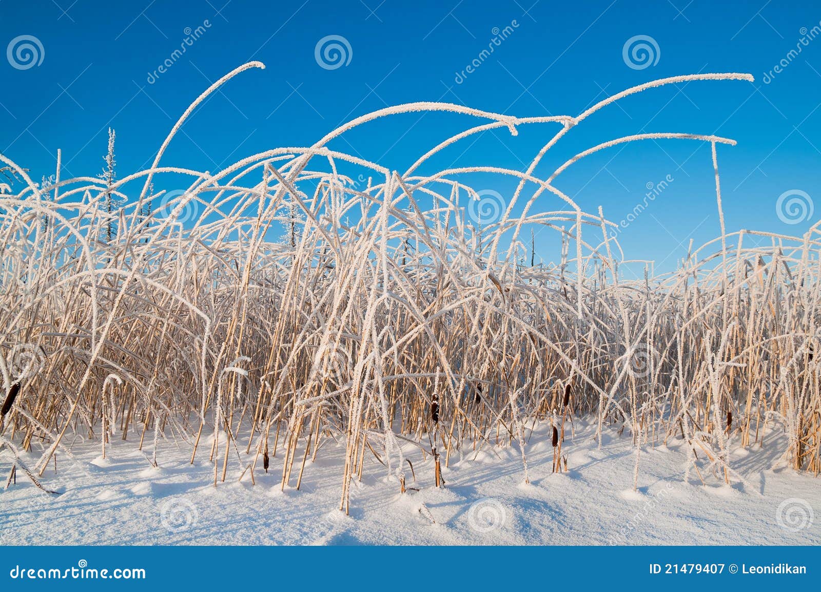 Reed in frost stock image. Image of plants, winter, beautiful - 21479407