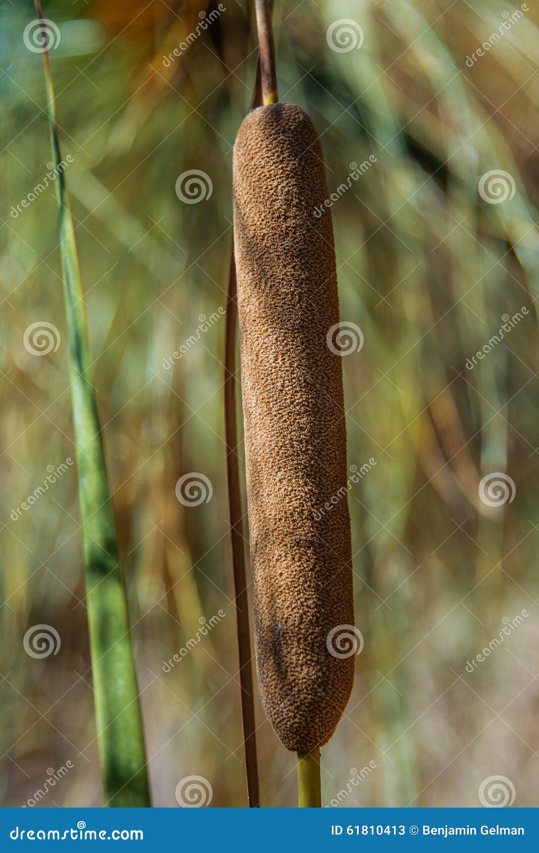 Reed stock image. Image of flowers, stem, close, outdoors - 61810413