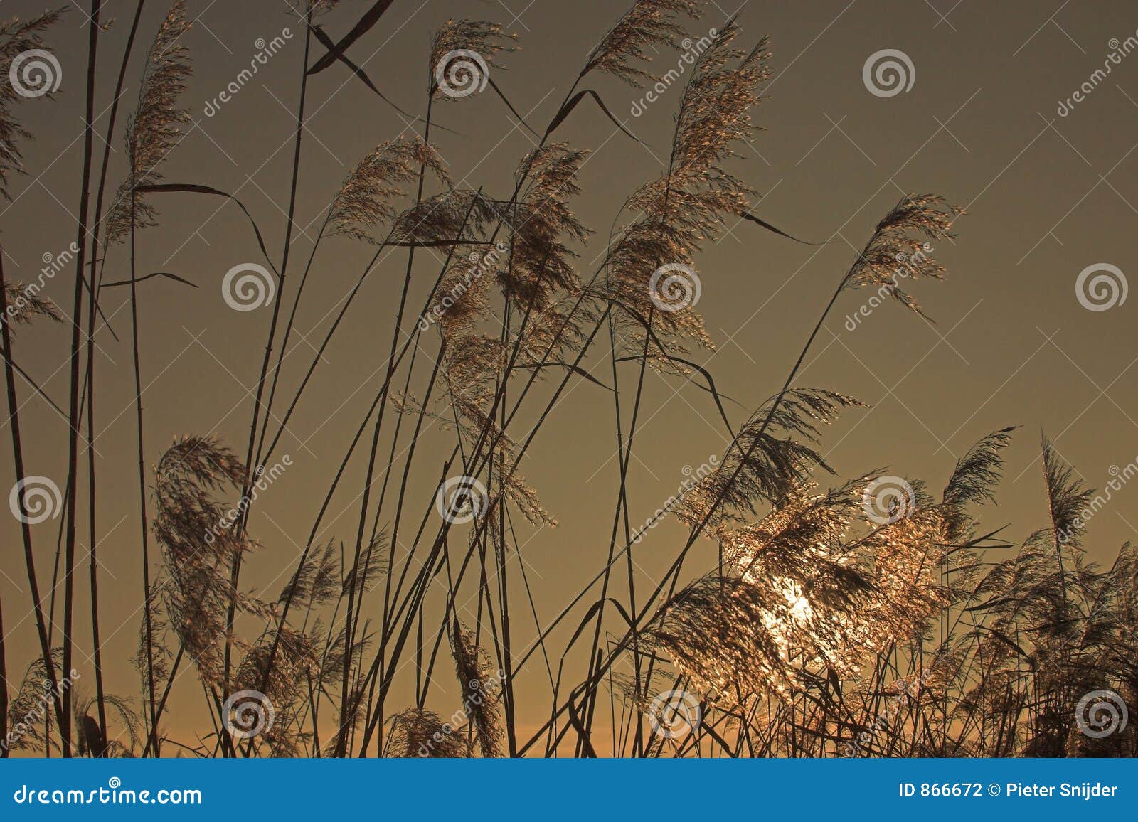 Reed in golden light stock photo. Image of light, dried - 866672