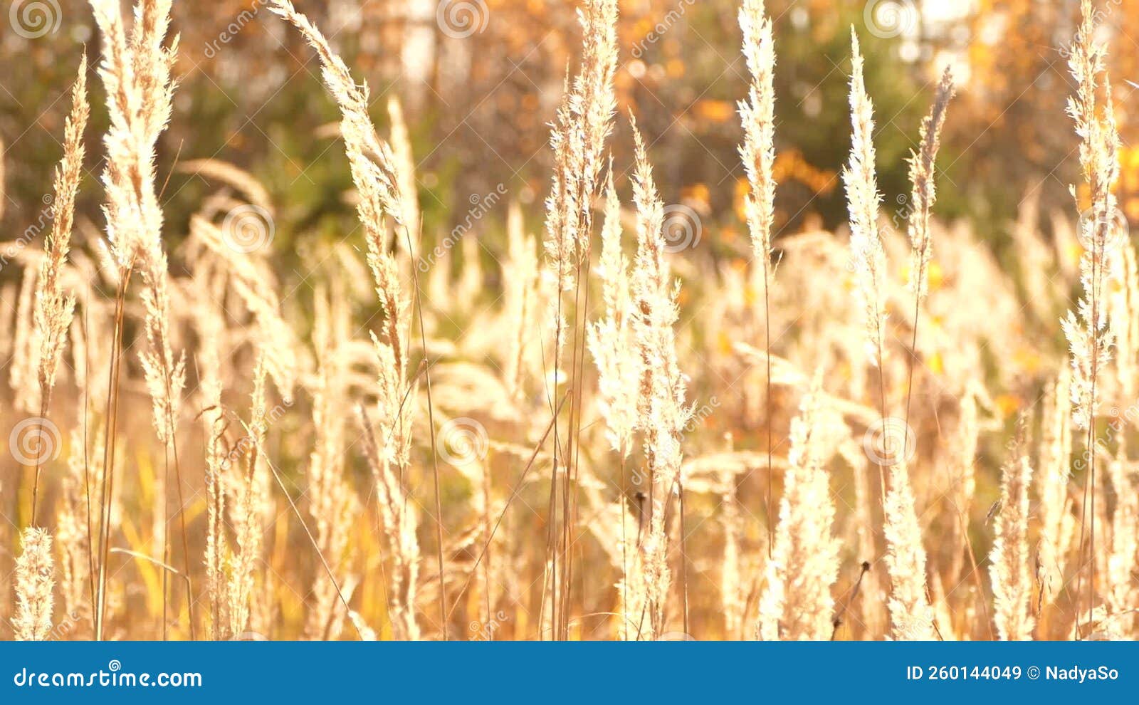 Reed Grass in Autumn, Fall Nature in Sunny Weather Stock Video - Video ...