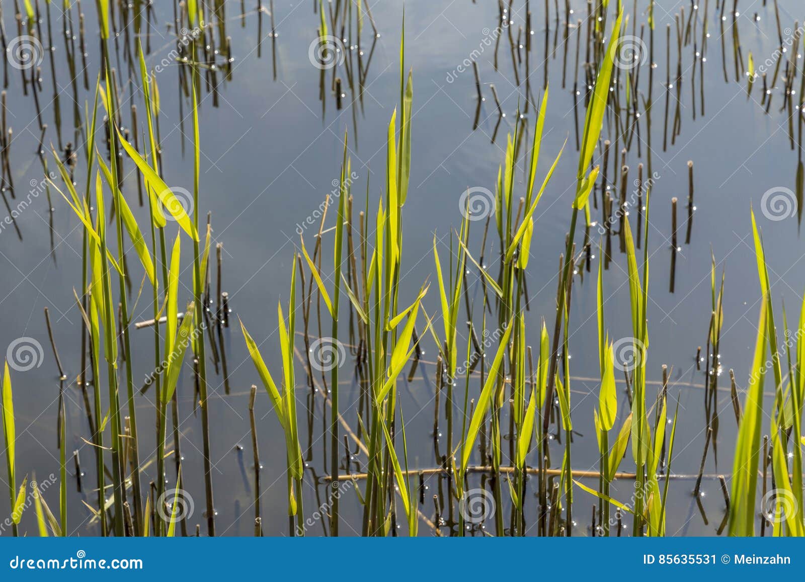 Reed Grass in the Backwater Stock Image - Image of environment, lake ...