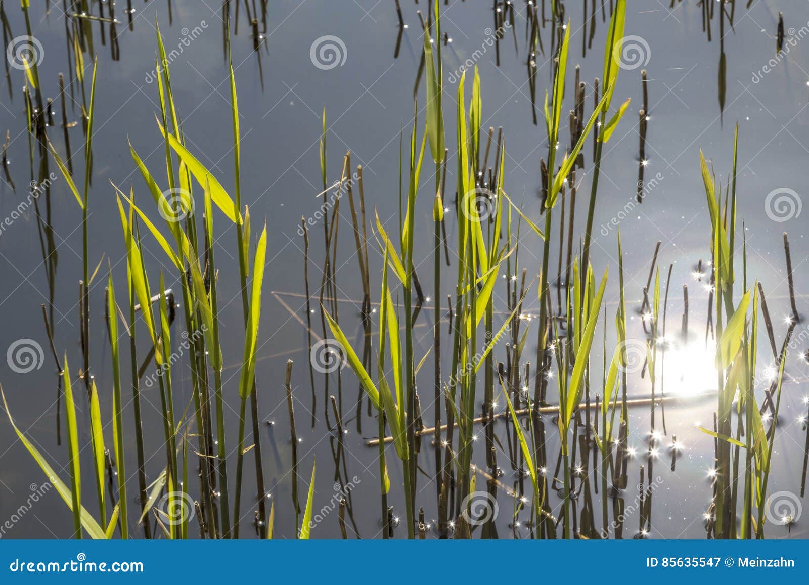 Reed Grass in the Backwater Stock Image - Image of lake, reflections ...