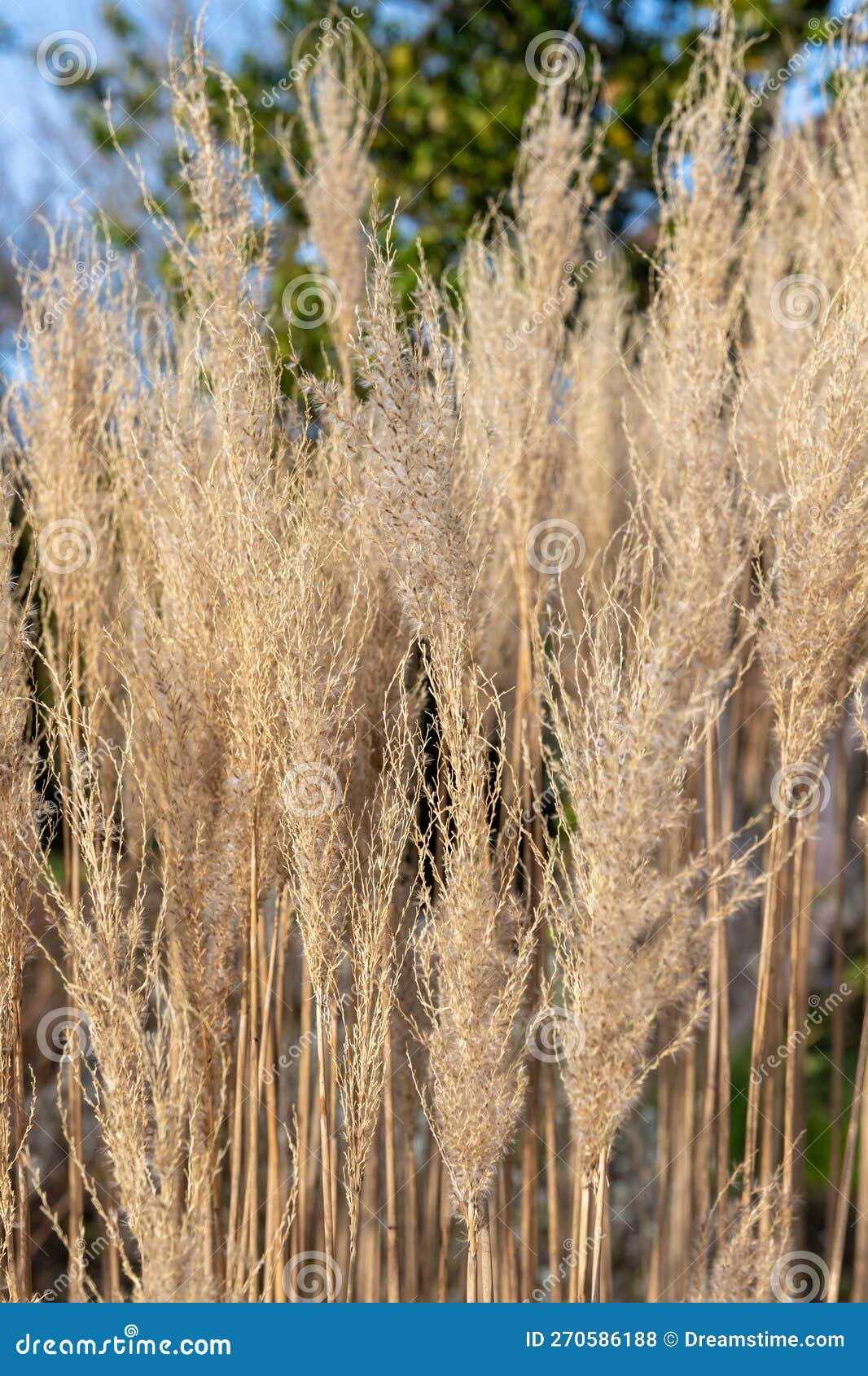 Reed grass (calamagrostis stock photo. Image of close - 270586188