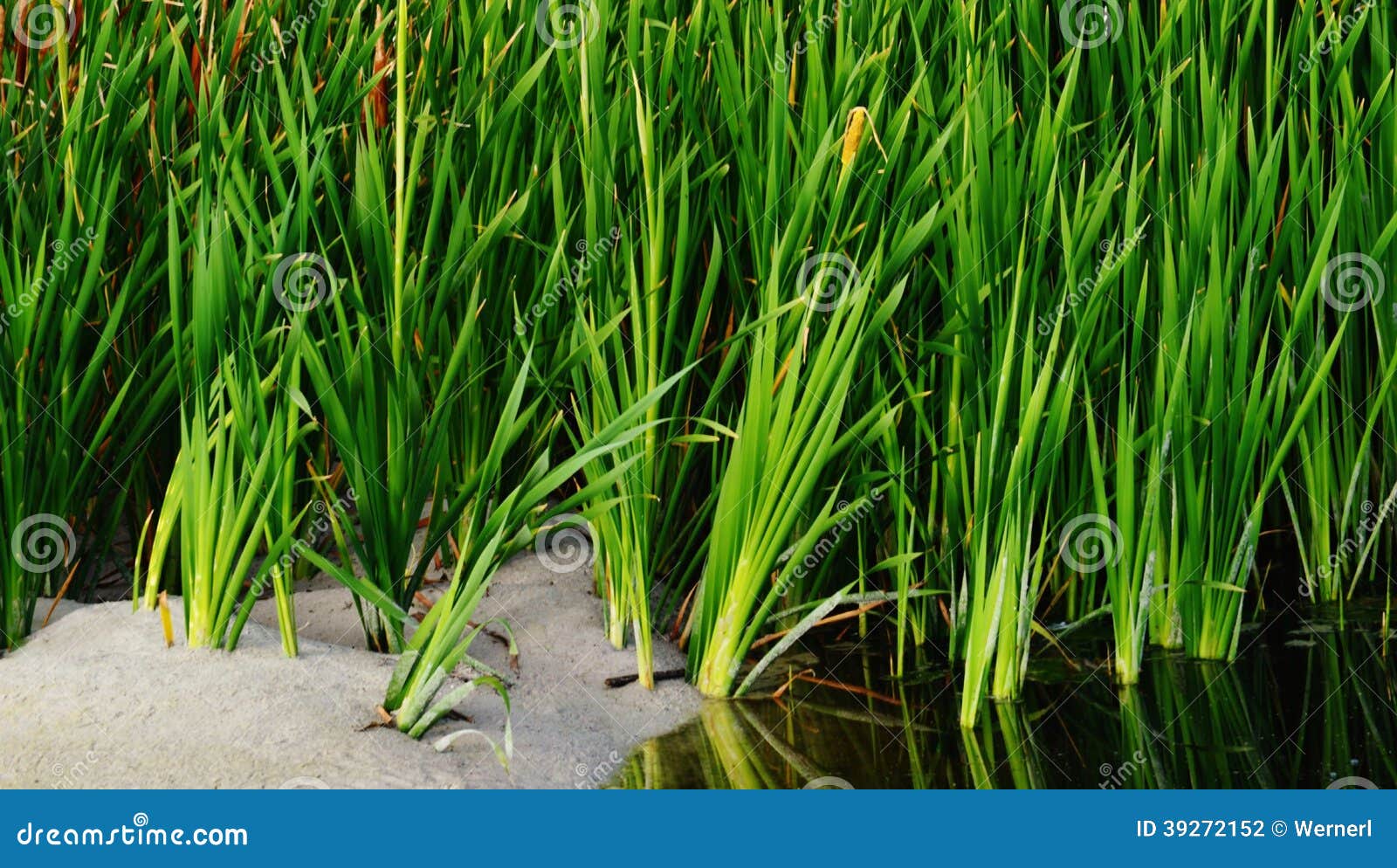 Reed grass stock photo. Image of beach, plants, background - 39272152