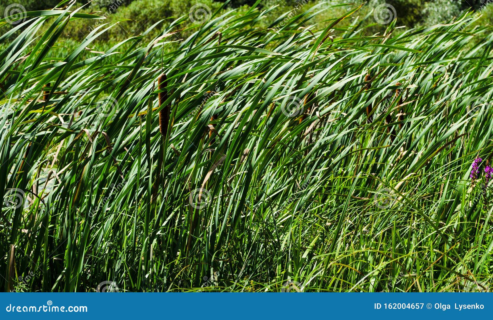 Reed Grass in the Fall in the Sun. Abstract Natural Background. Closeup ...