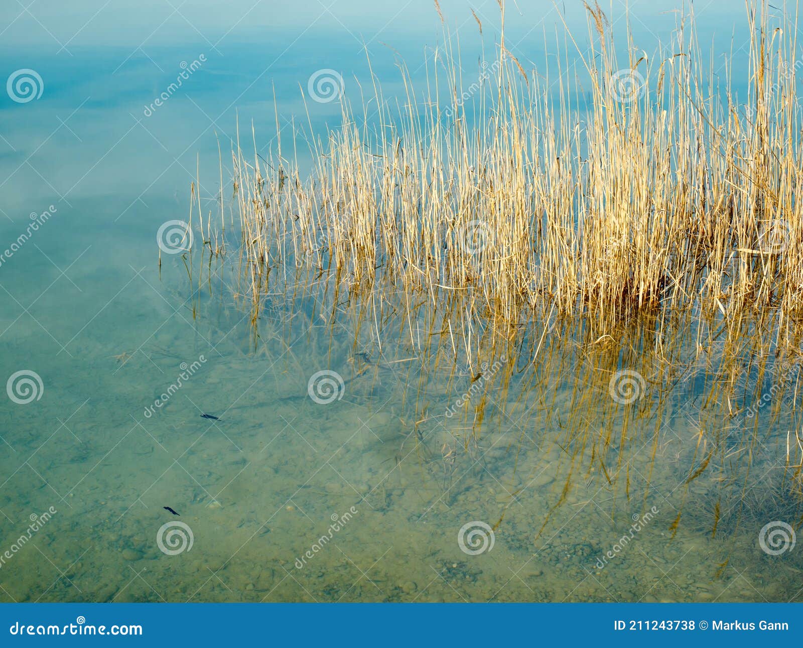 Reed Grass in the Lake Water Stock Photo - Image of seasonal, lake ...