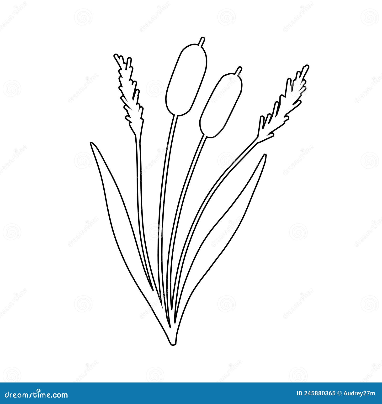 Reed Grass Outline Sketch. Hand Drawn Reeds Illustration Stock Vector ...