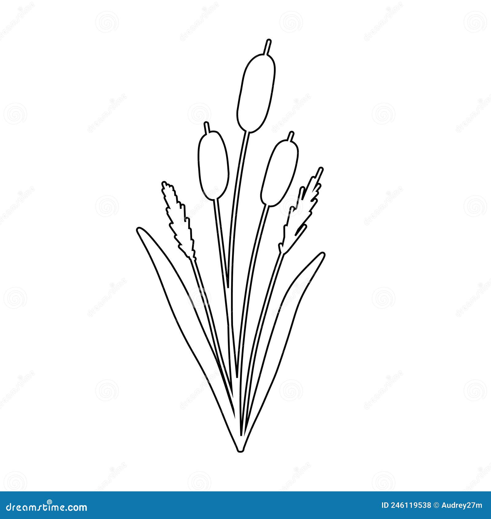 Reed Grass Outline Sketch. Hand Drawn Reeds Illustration Stock Vector ...