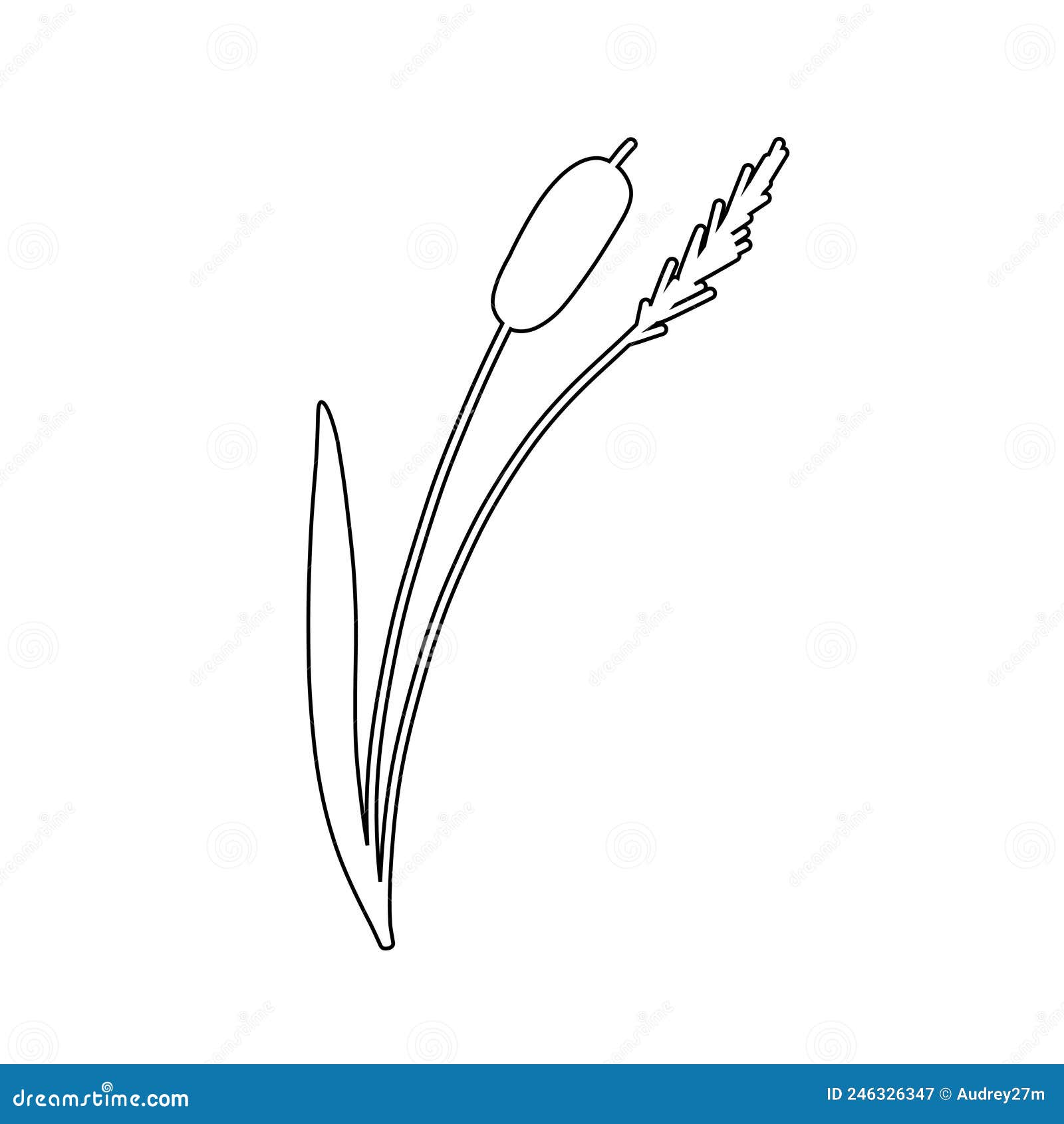Reed Grass Outline Sketch. Hand Drawn Reeds Illustration Stock Vector ...