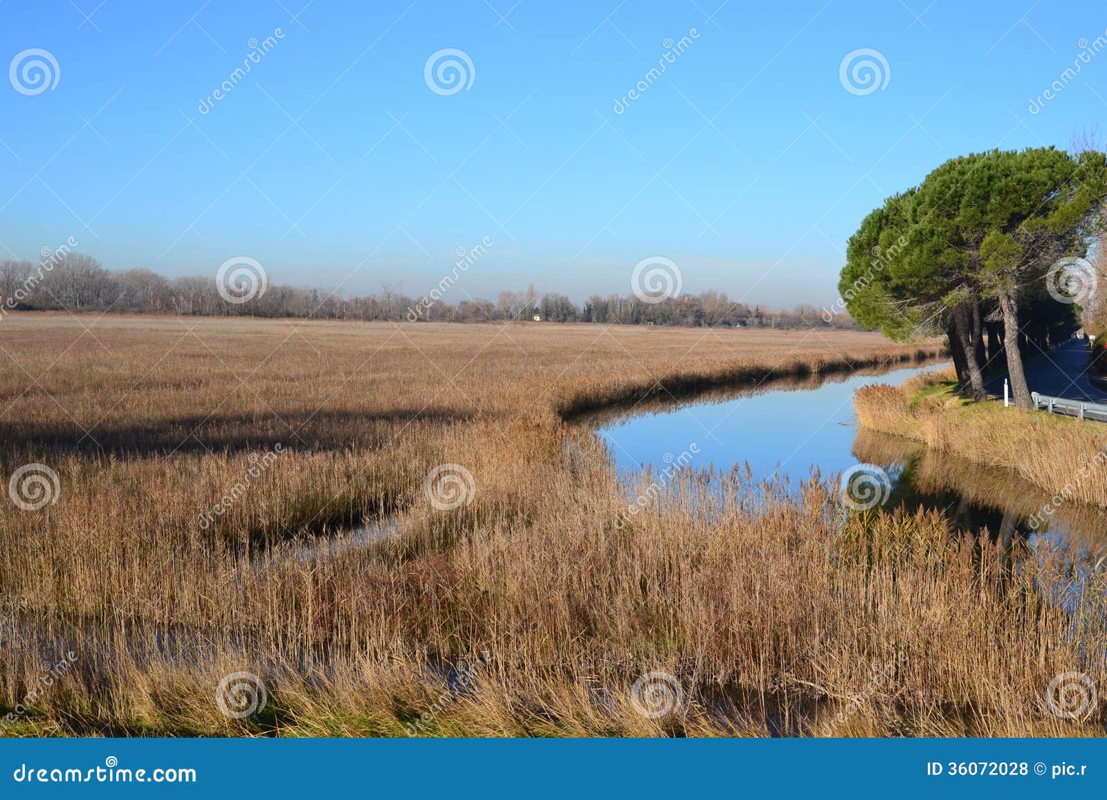 Reed grass river landscape stock photo. Image of marshland - 36072028