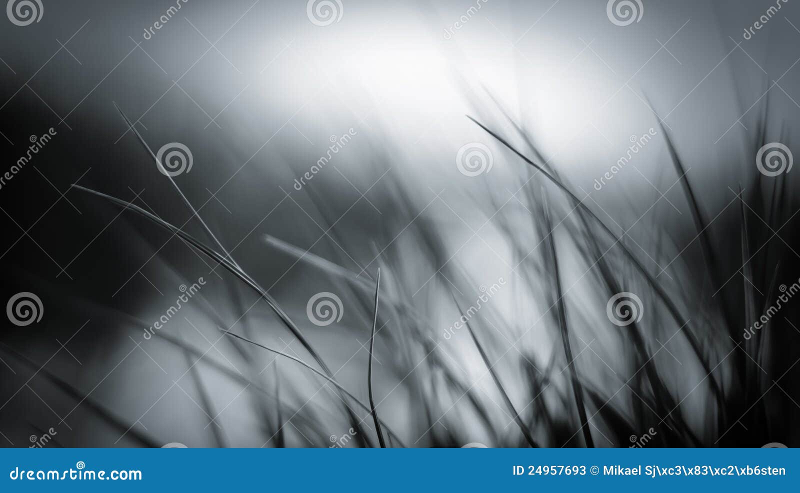 Reed and Grass with Smooth Background Panorama Stock Image - Image of ...