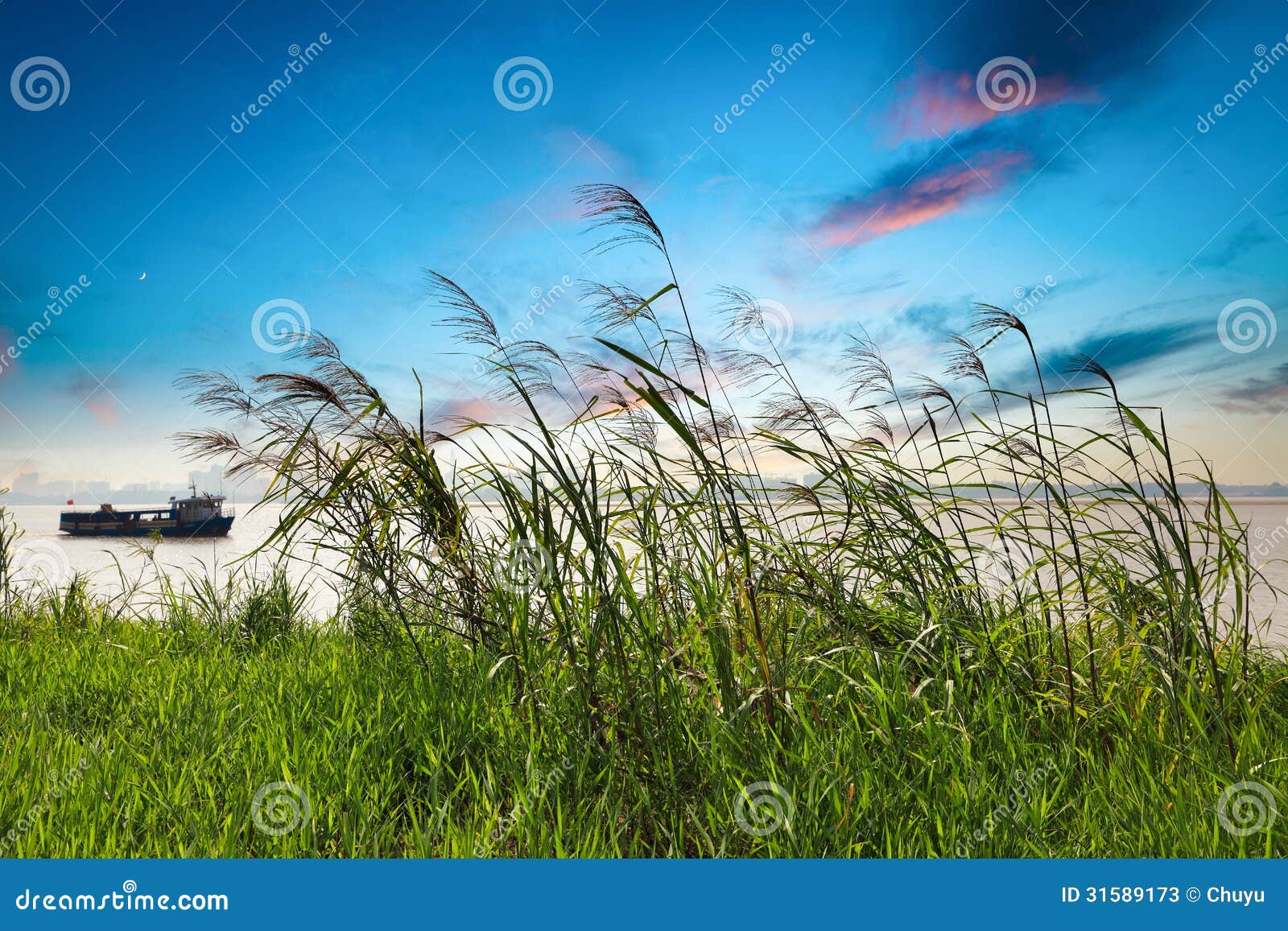 Reed Grass In Bloom, Scientific Name Phragmites Australis, Deliberately ...