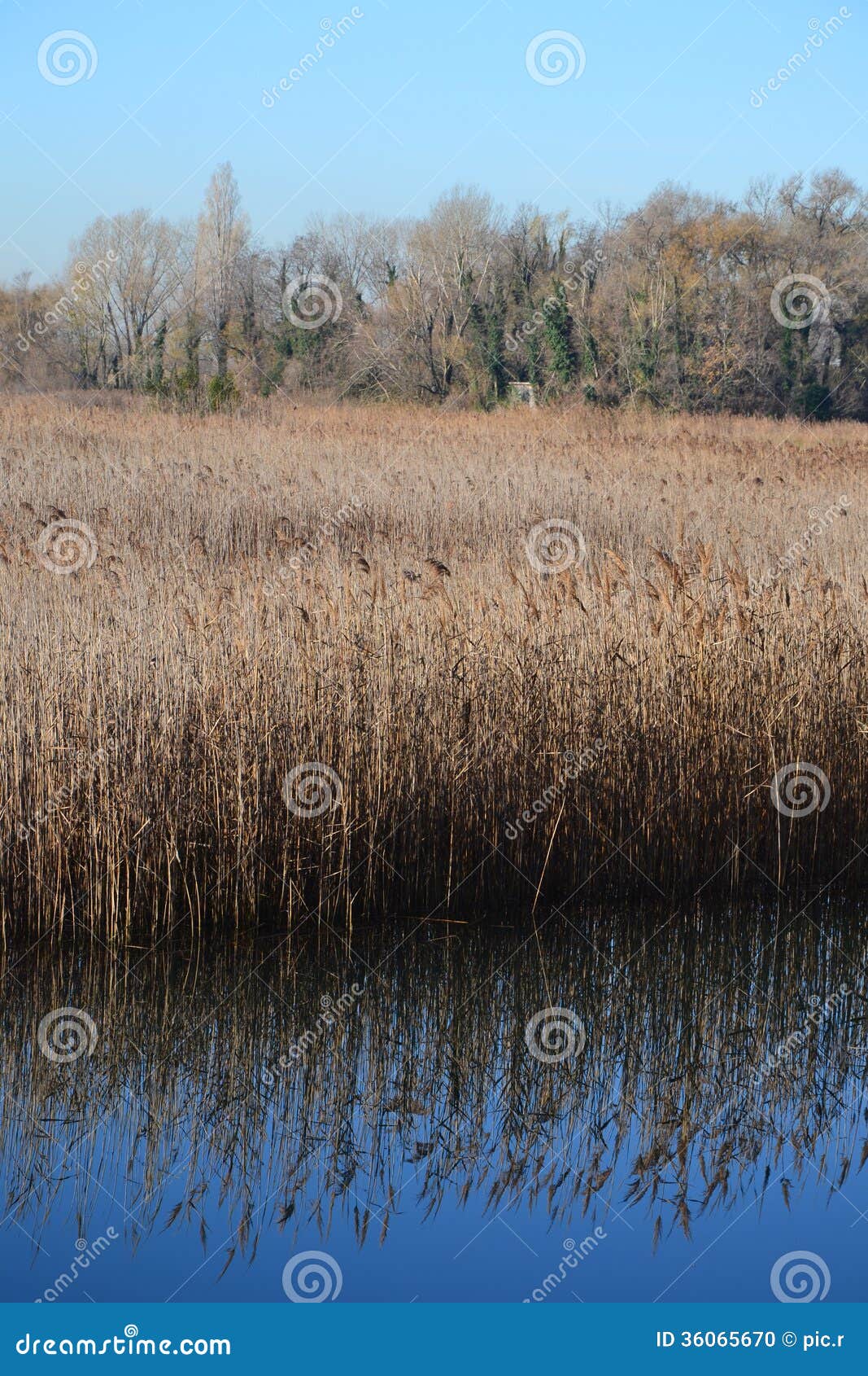 Reed Grass Water Reflection Landscape Stock Photo - Image of marshland ...