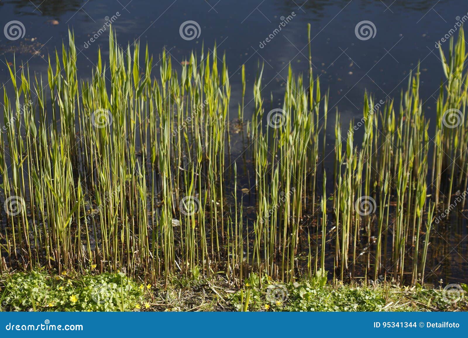 Reed grass on the water stock photo. Image of crop, water - 95341344