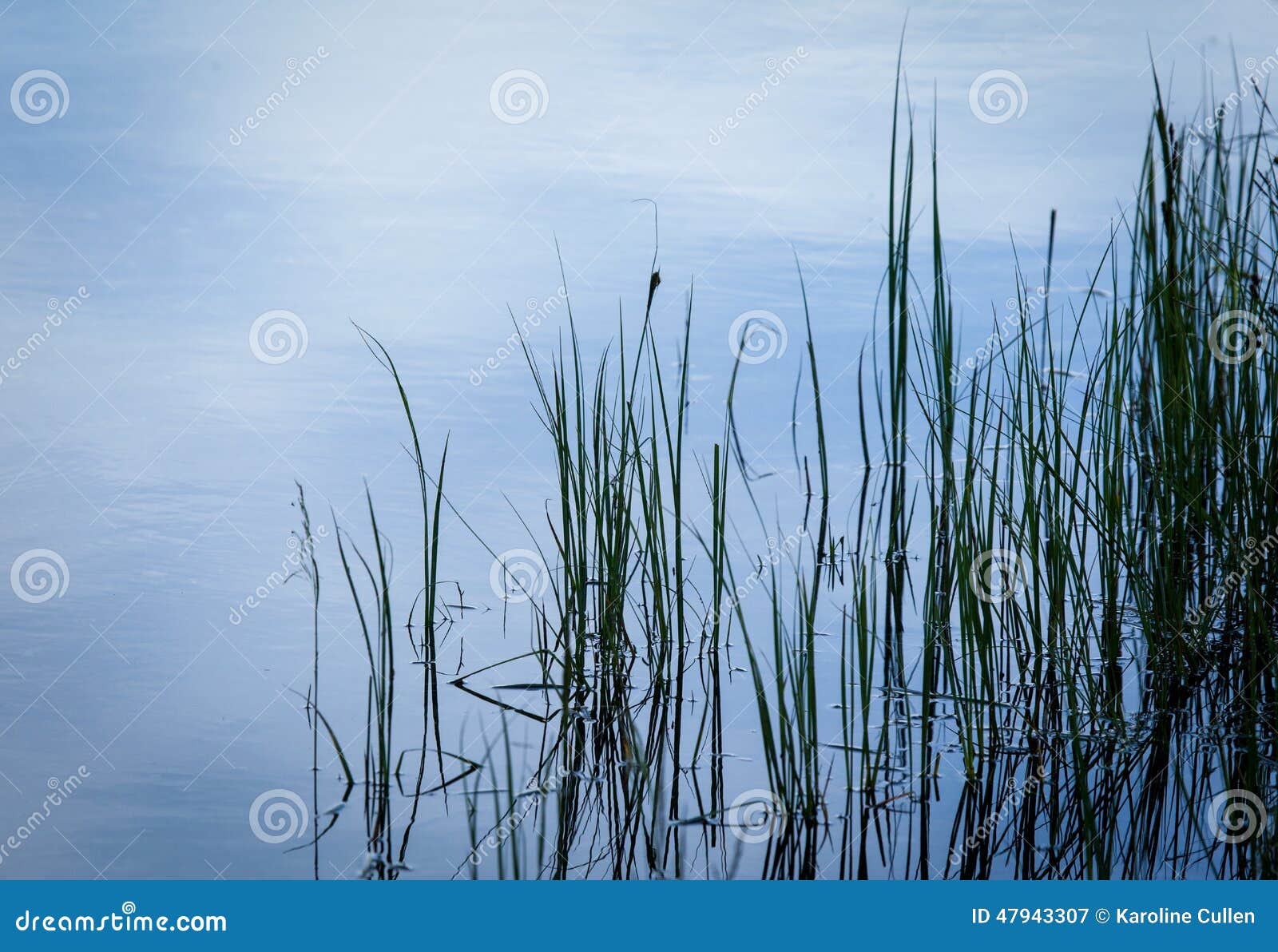 Reed Grasses in Water stock image. Image of outdoors - 47943307