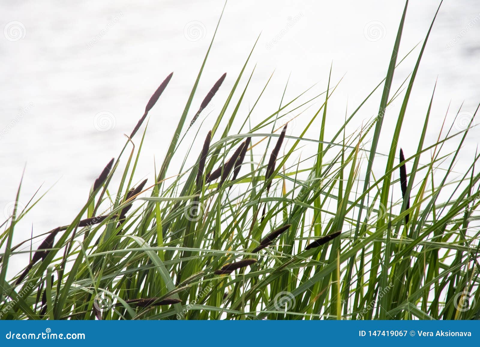 Reed with Green Leaves on the River Stock Image - Image of bright ...