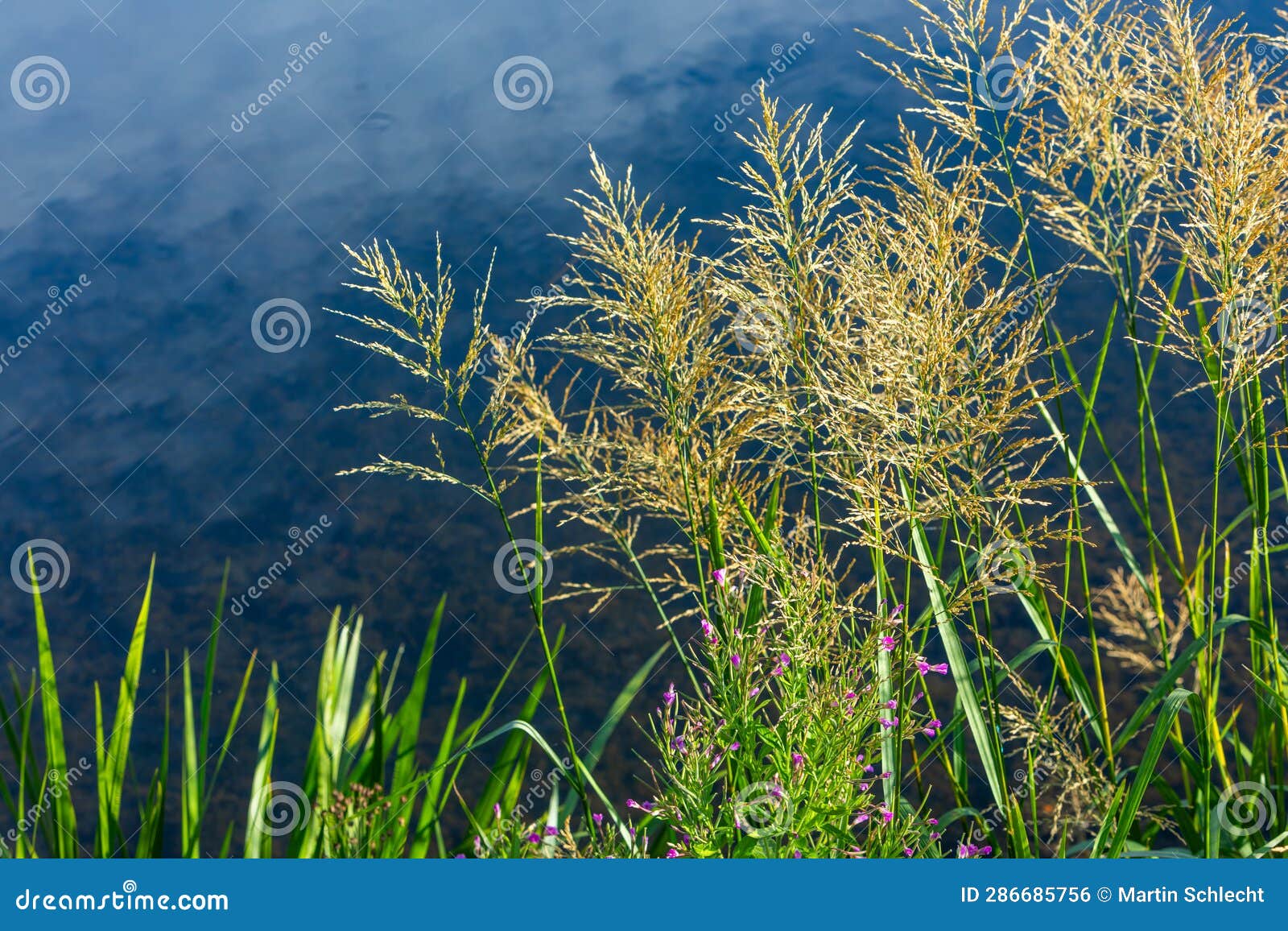 Reed Growing at the Edge of a Lake Stock Photo - Image of blossom, edge ...