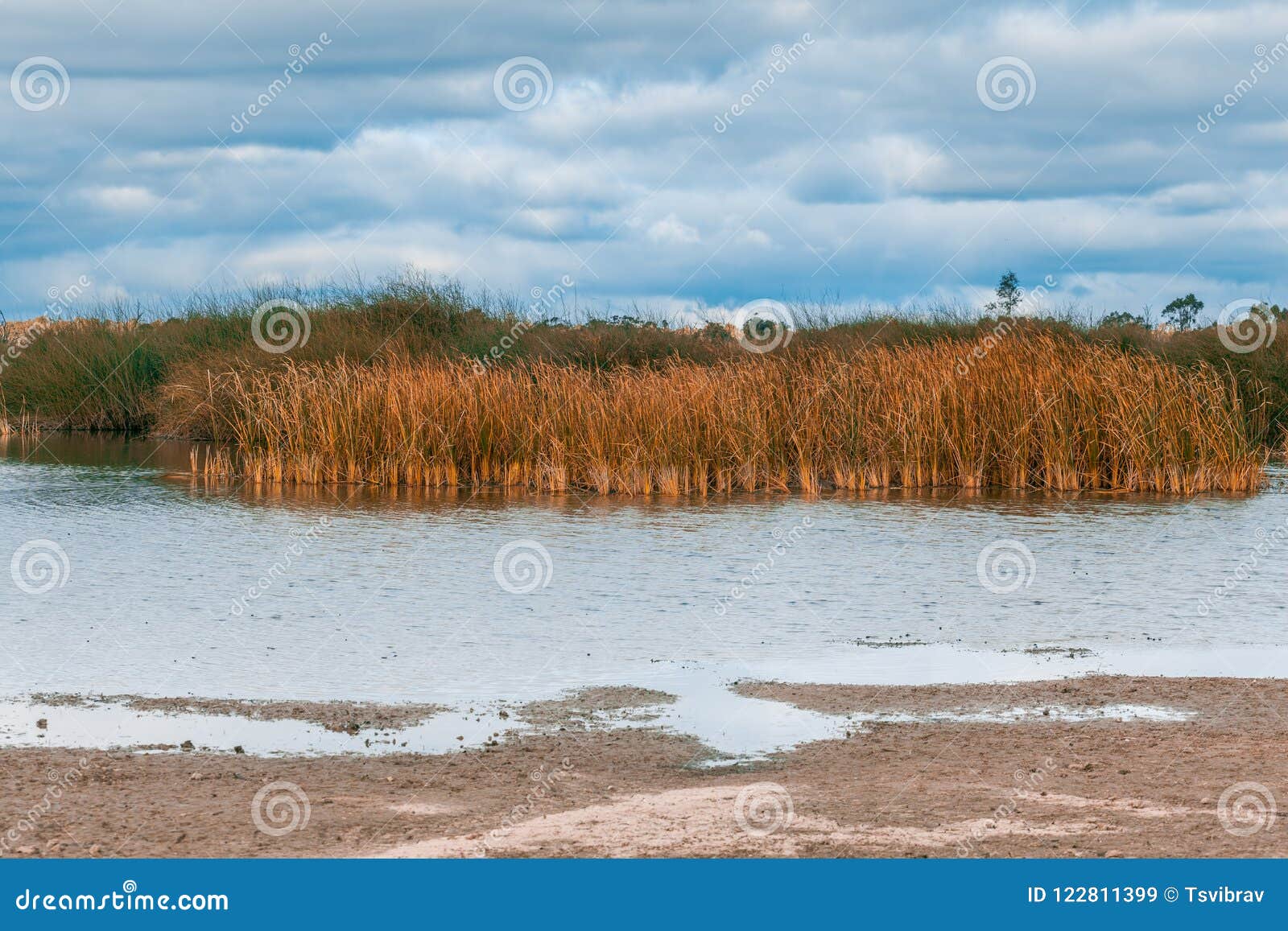Reed growing in a river. stock image. Image of destinations - 122811399