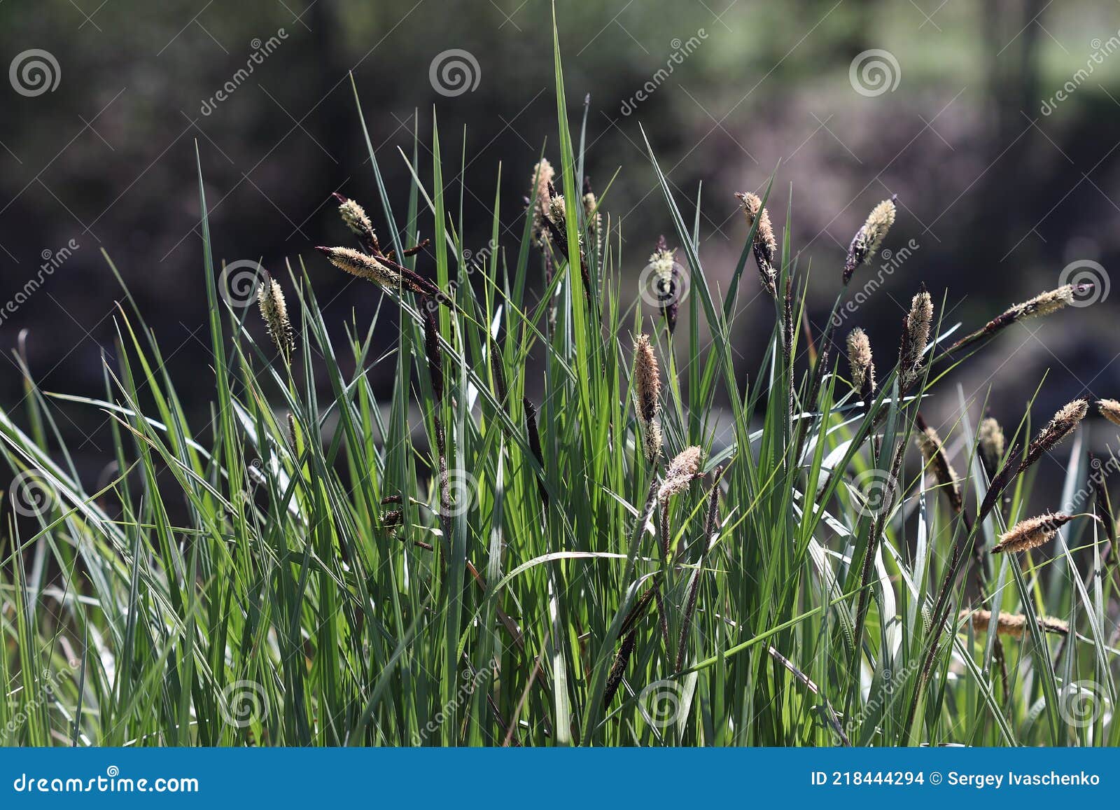 The Reed Grows in the Swamp. Stock Photo - Image of field, wild: 218444294