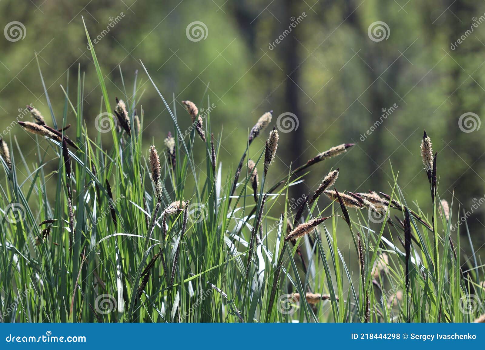 The Reed Grows in the Swamp. Stock Photo - Image of swamp, plants ...