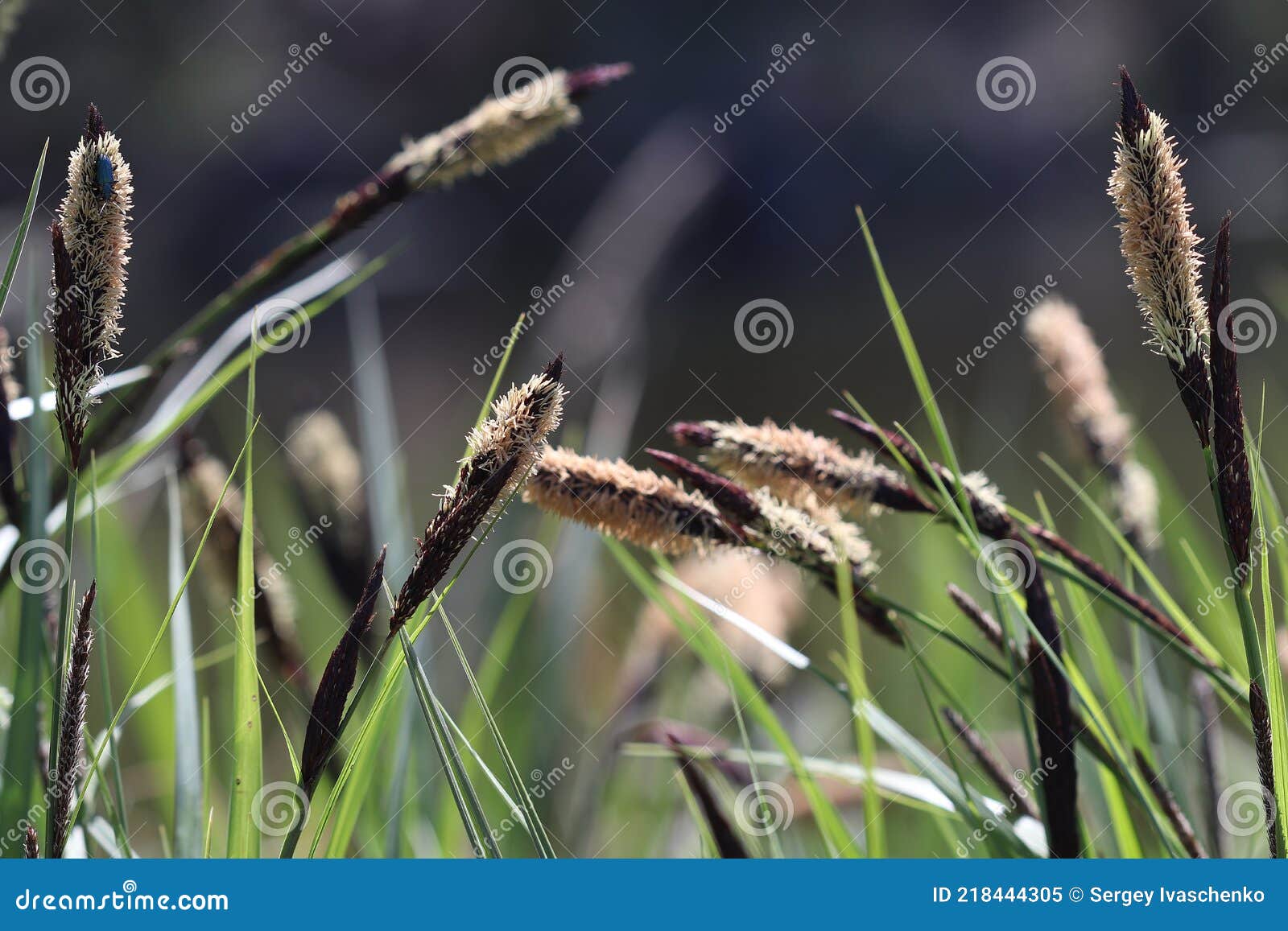 The Reed Grows in the Swamp. Stock Image - Image of fresh, swamp: 218444305