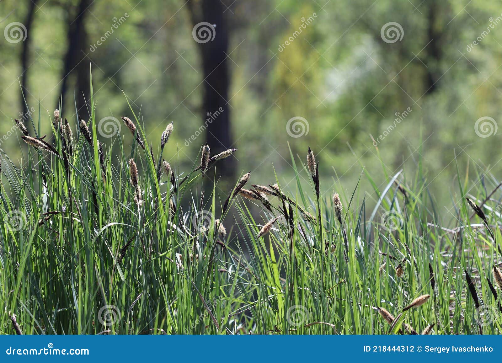 The Reed Grows in the Swamp. Stock Photo - Image of growing, spring ...