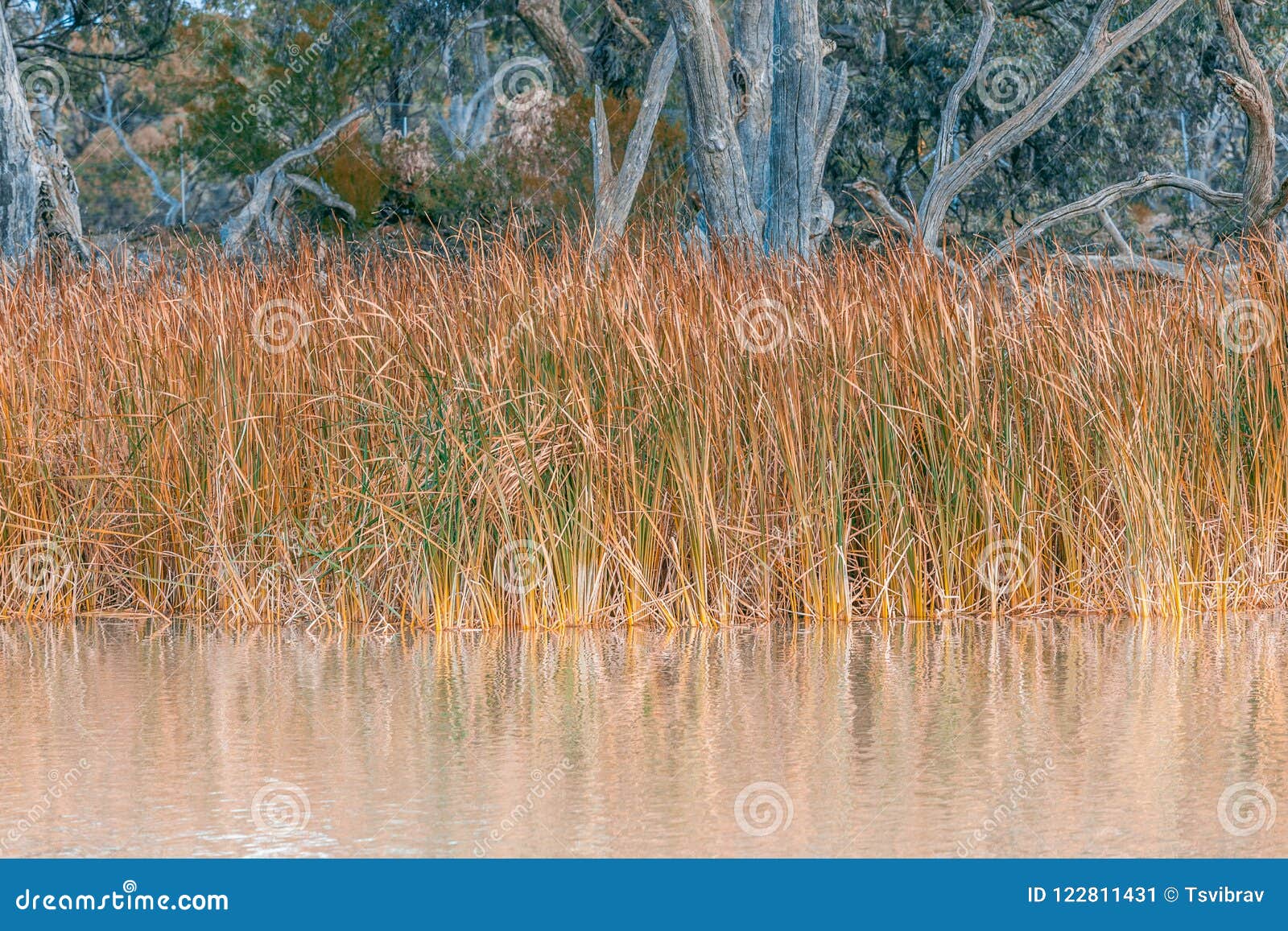 Reed Growing In Murray River. Royalty-Free Stock Image | CartoonDealer ...