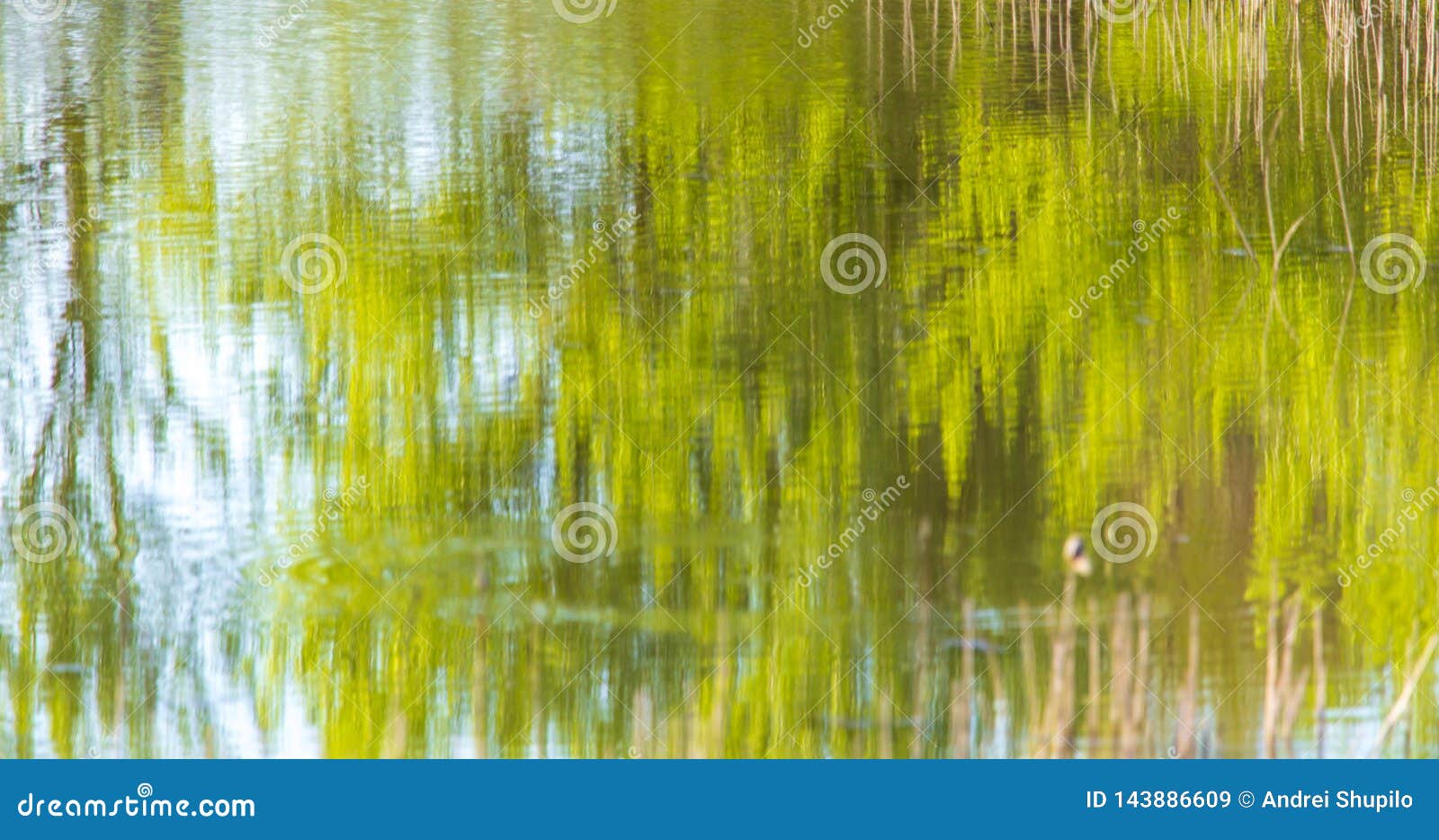 Reed Grows in the Pond As a Background Stock Image - Image of tree ...