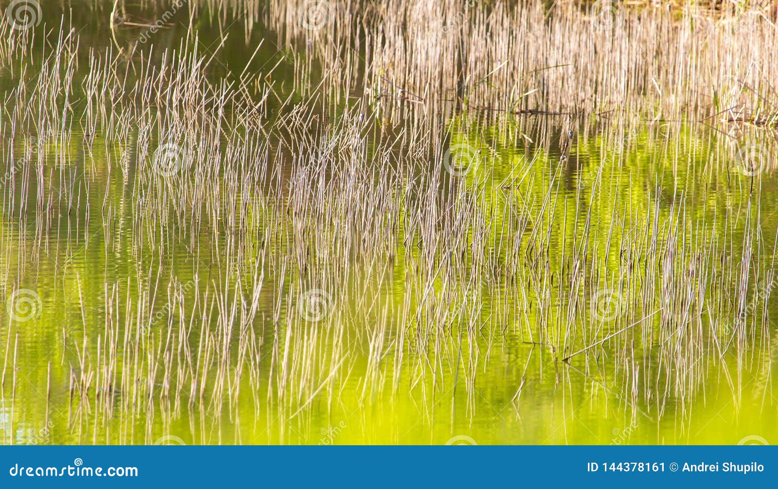 Reed Grows in the Pond As a Background Stock Image - Image of surface ...
