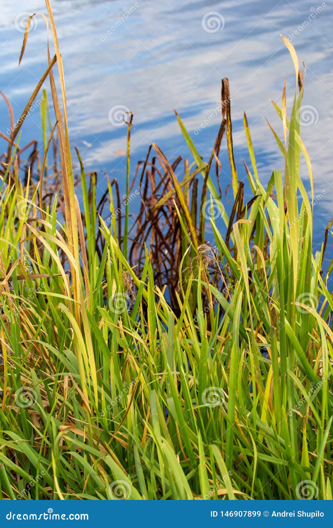 Reed Grows on a Pond in Autumn Stock Image - Image of grows, green ...