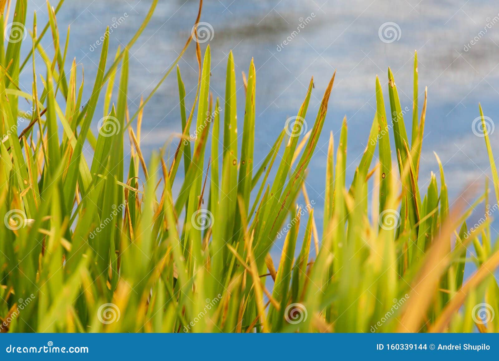 Reed Grows on a Pond in Autumn Stock Photo - Image of water, wave ...
