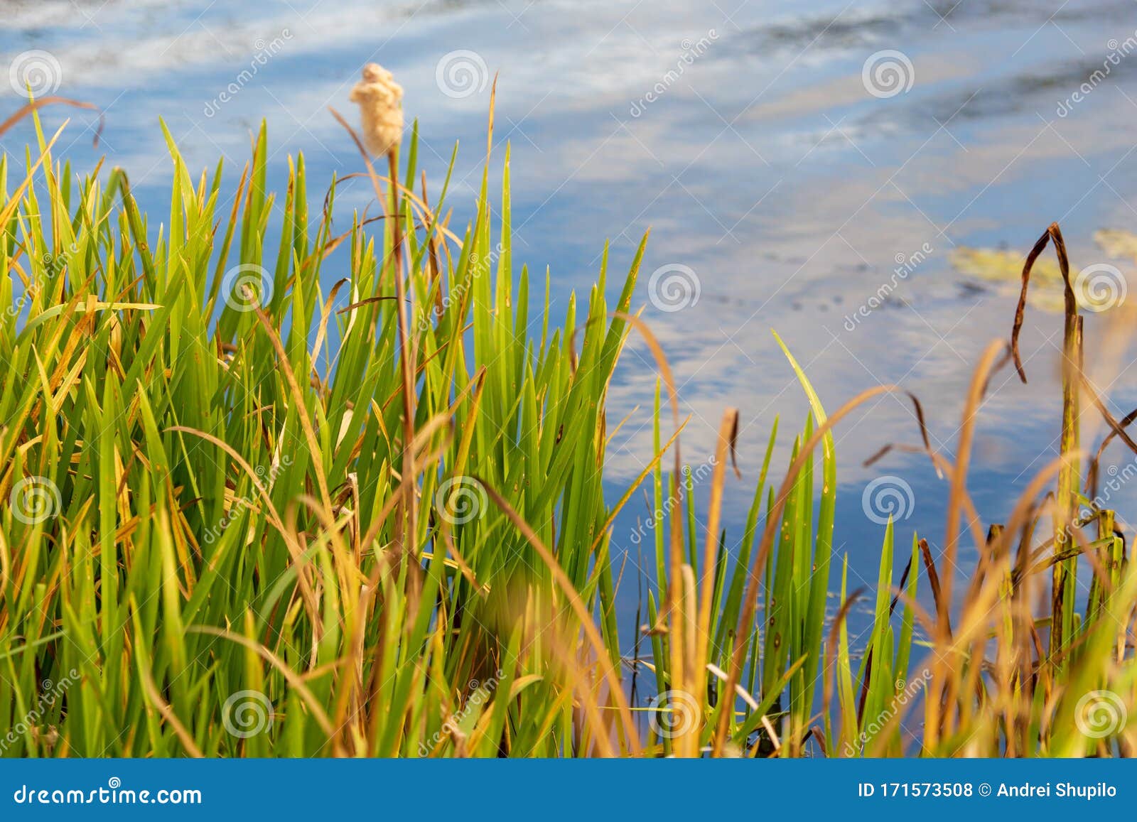 Reed Grows on a Pond in Autumn Stock Photo - Image of lake, reed: 171573508