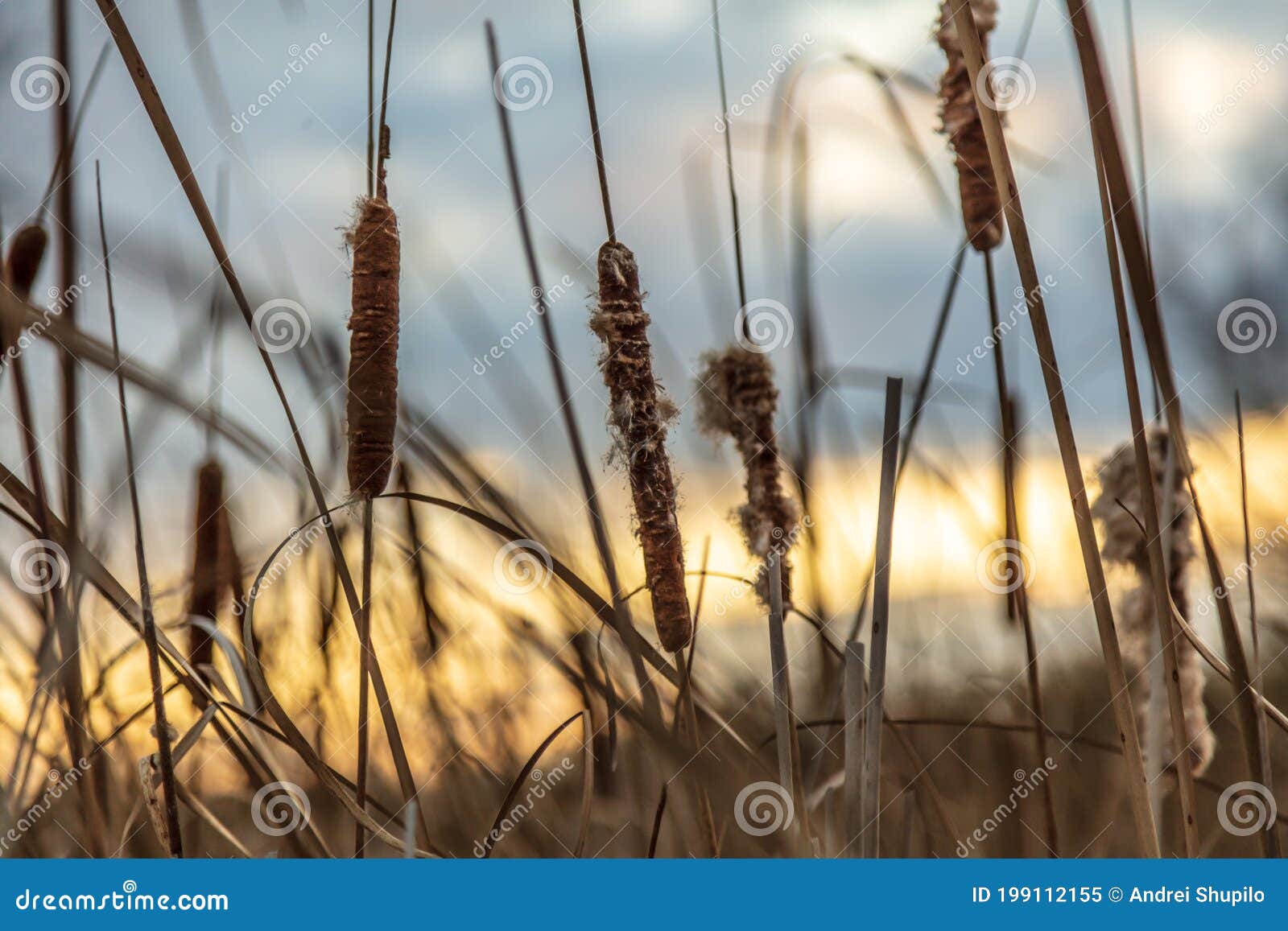 Reed Grows at Sunset in Autumn Stock Image - Image of yellow, reed ...