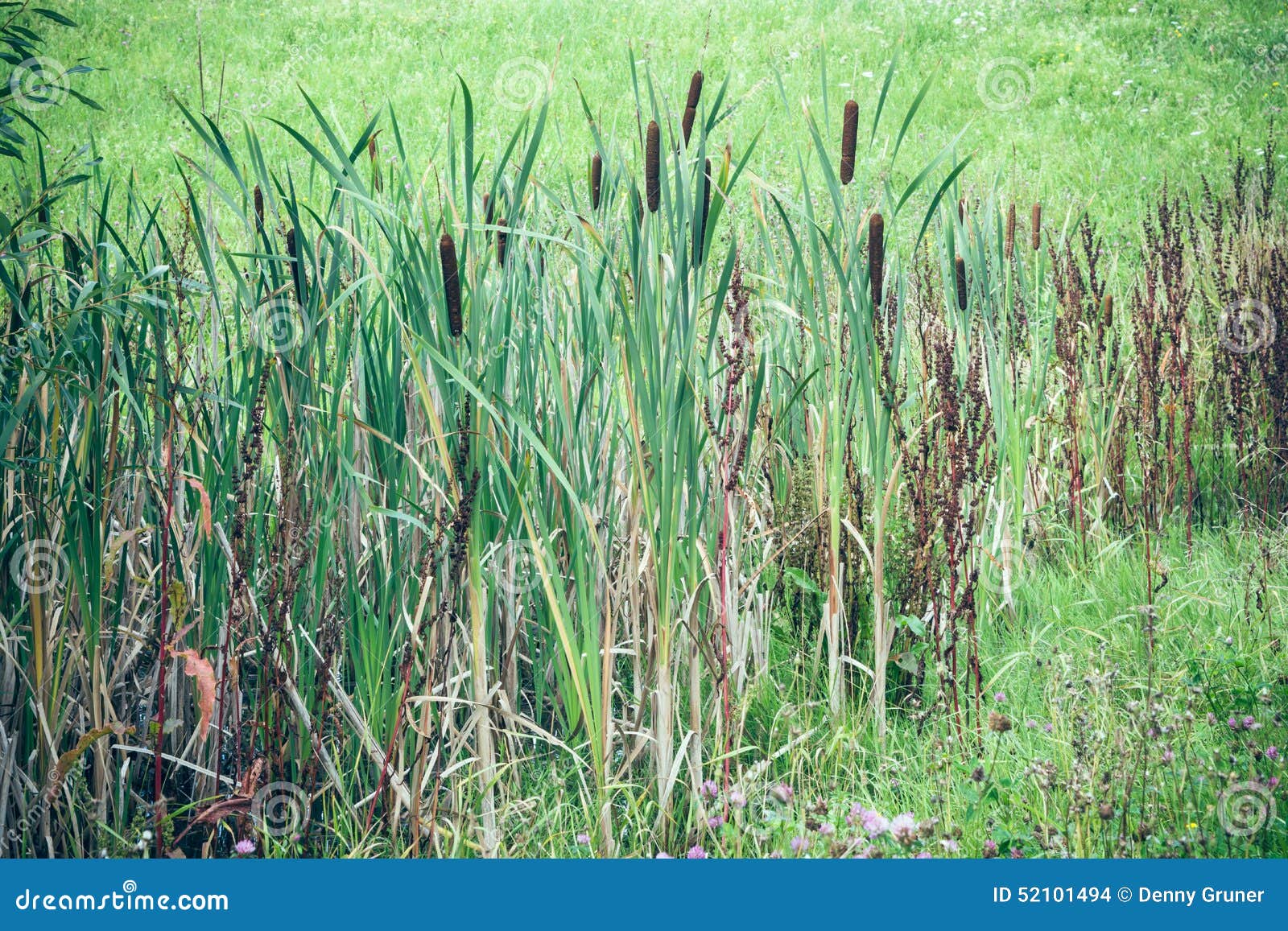 Reed stock photo. Image of plant, aquatic, brushwood - 52101494
