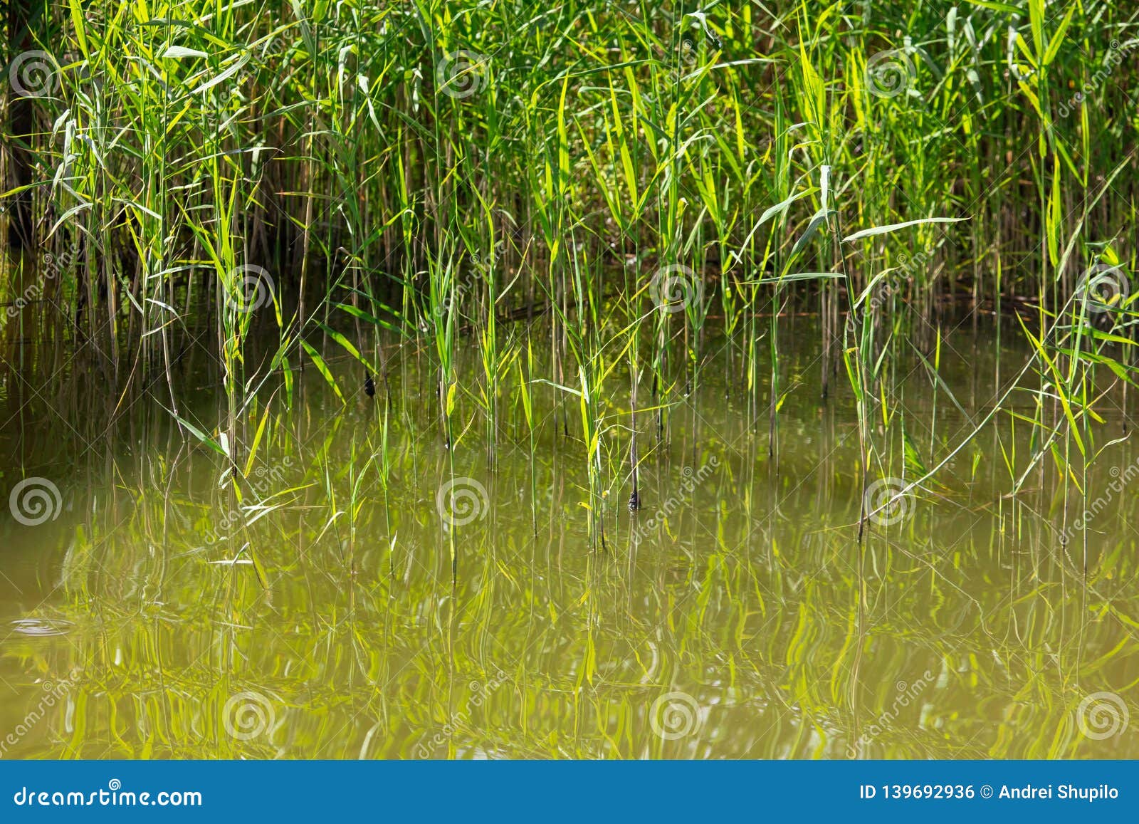 Reed Grows in Water on a Pond Stock Photo - Image of shore, natural ...