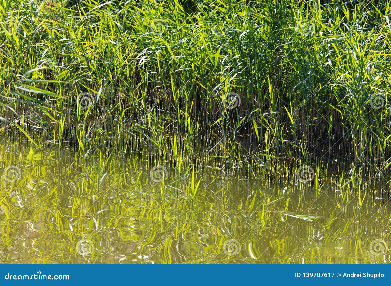 Reed Grows in Water on a Pond Stock Image - Image of river, growing ...