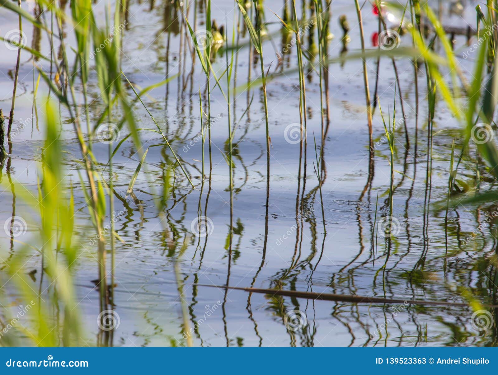 Reed Grows in Water on a Pond Stock Image - Image of natural ...