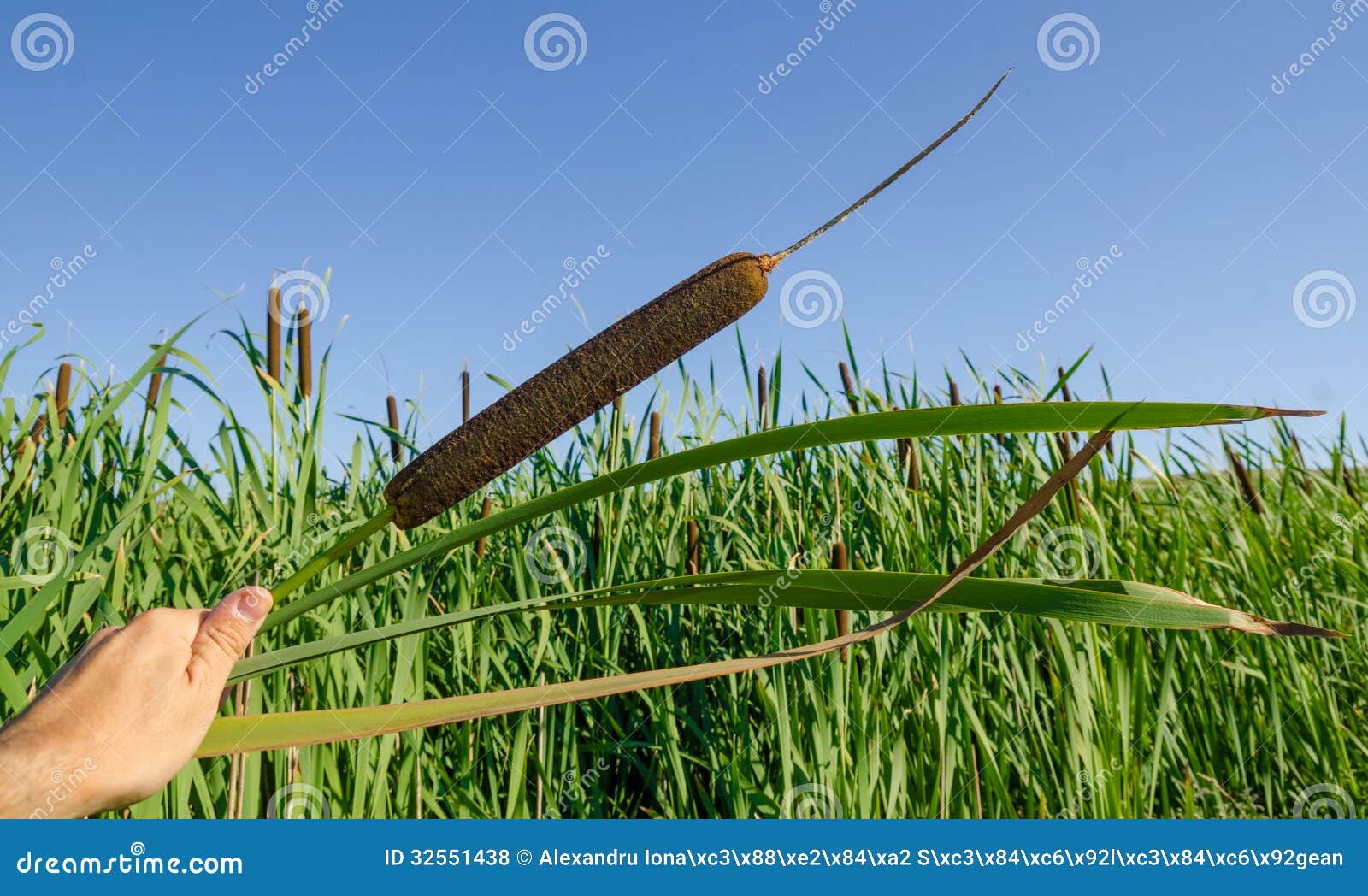 Reed in the hand stock photo. Image of leaf, background - 32551438