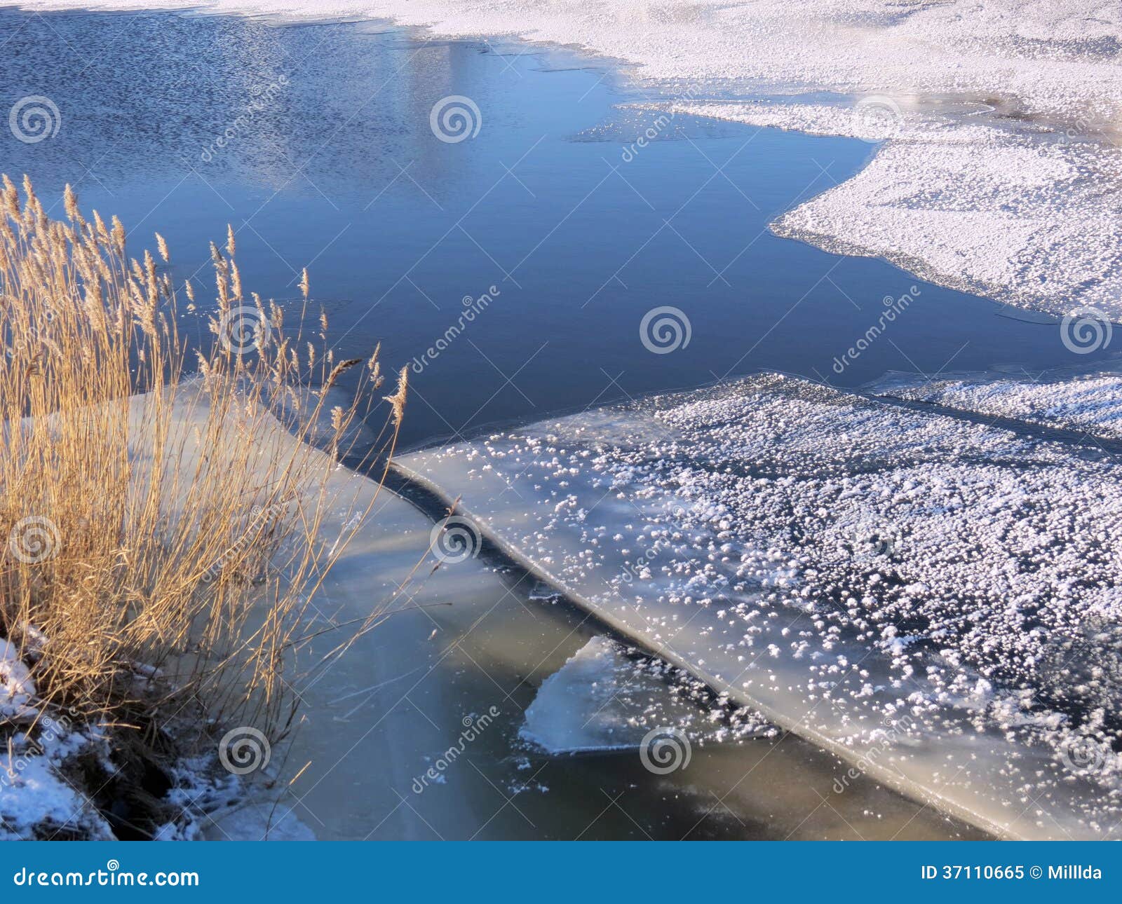 Reed, ice and water stock image. Image of pieces, cold - 37110665