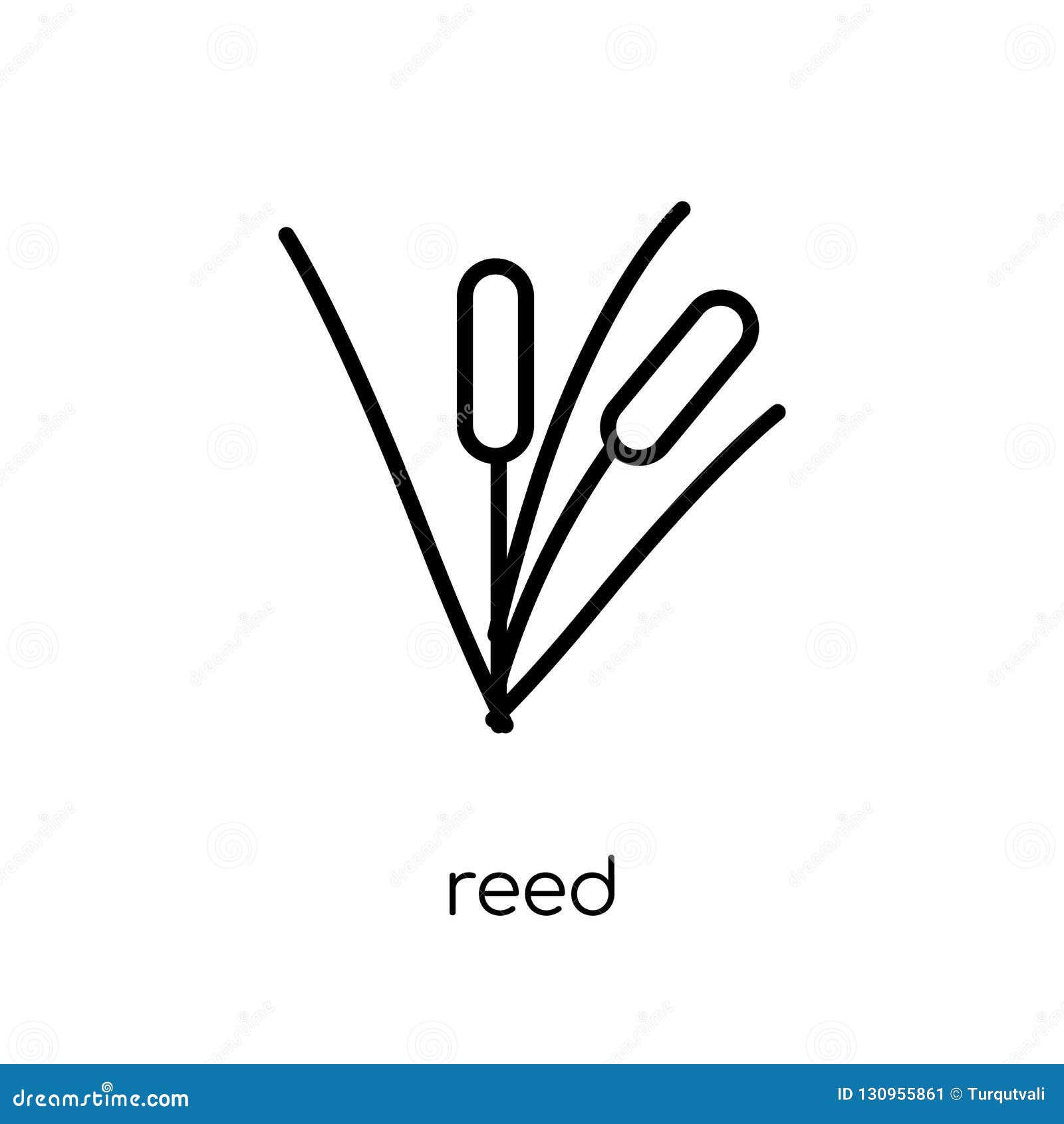 Reed Icon. Trendy Modern Flat Linear Vector Reed Icon on White B Stock ...